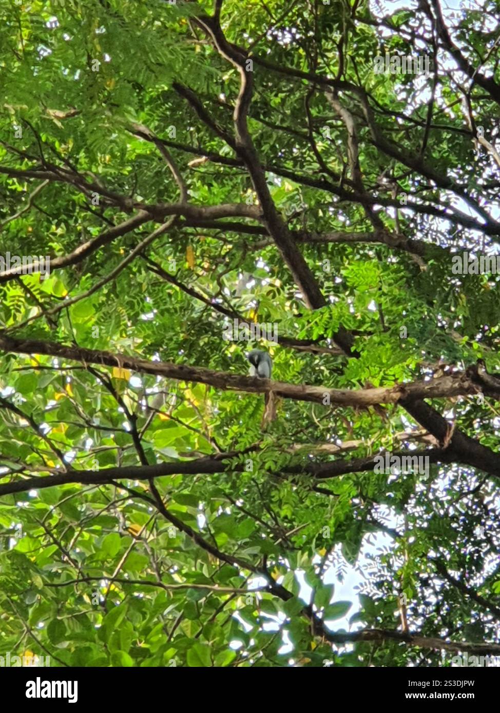 Ashy Drongo (Dicrurus leucophaeus Stock Photo - Alamy