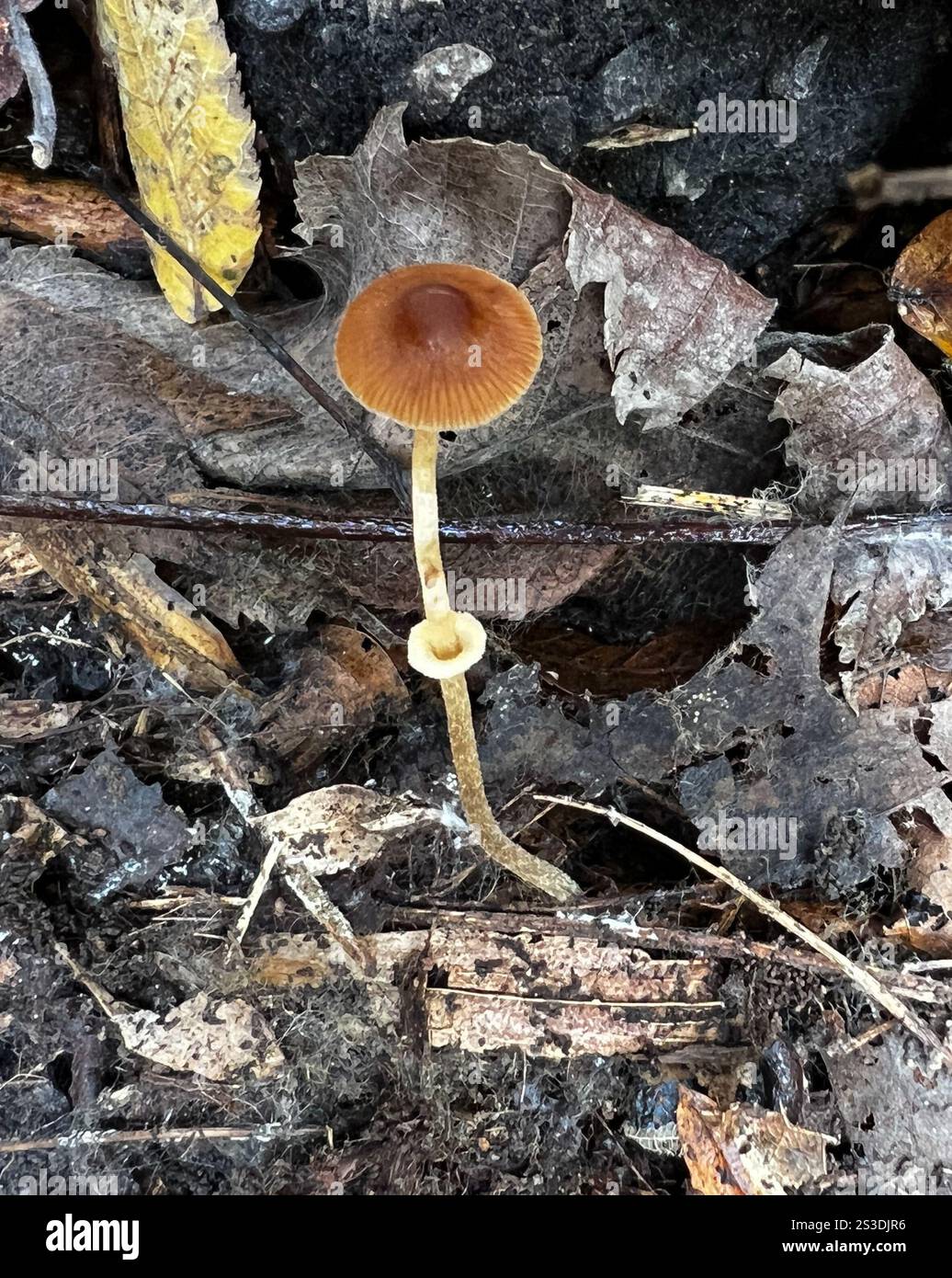 Common Conecap (Pholiotina rugosa Stock Photo - Alamy