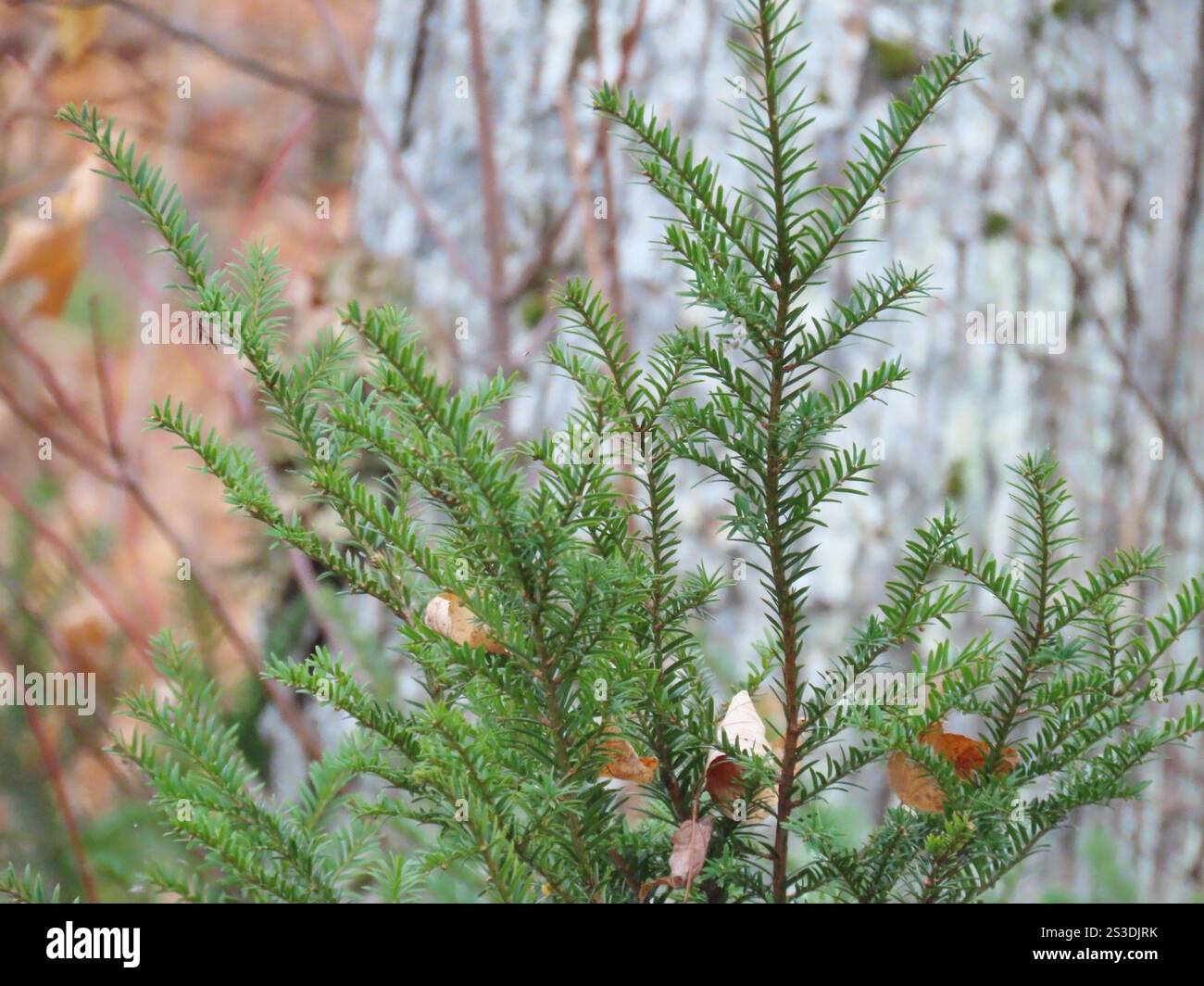 Canada yew (Taxus canadensis Stock Photo - Alamy