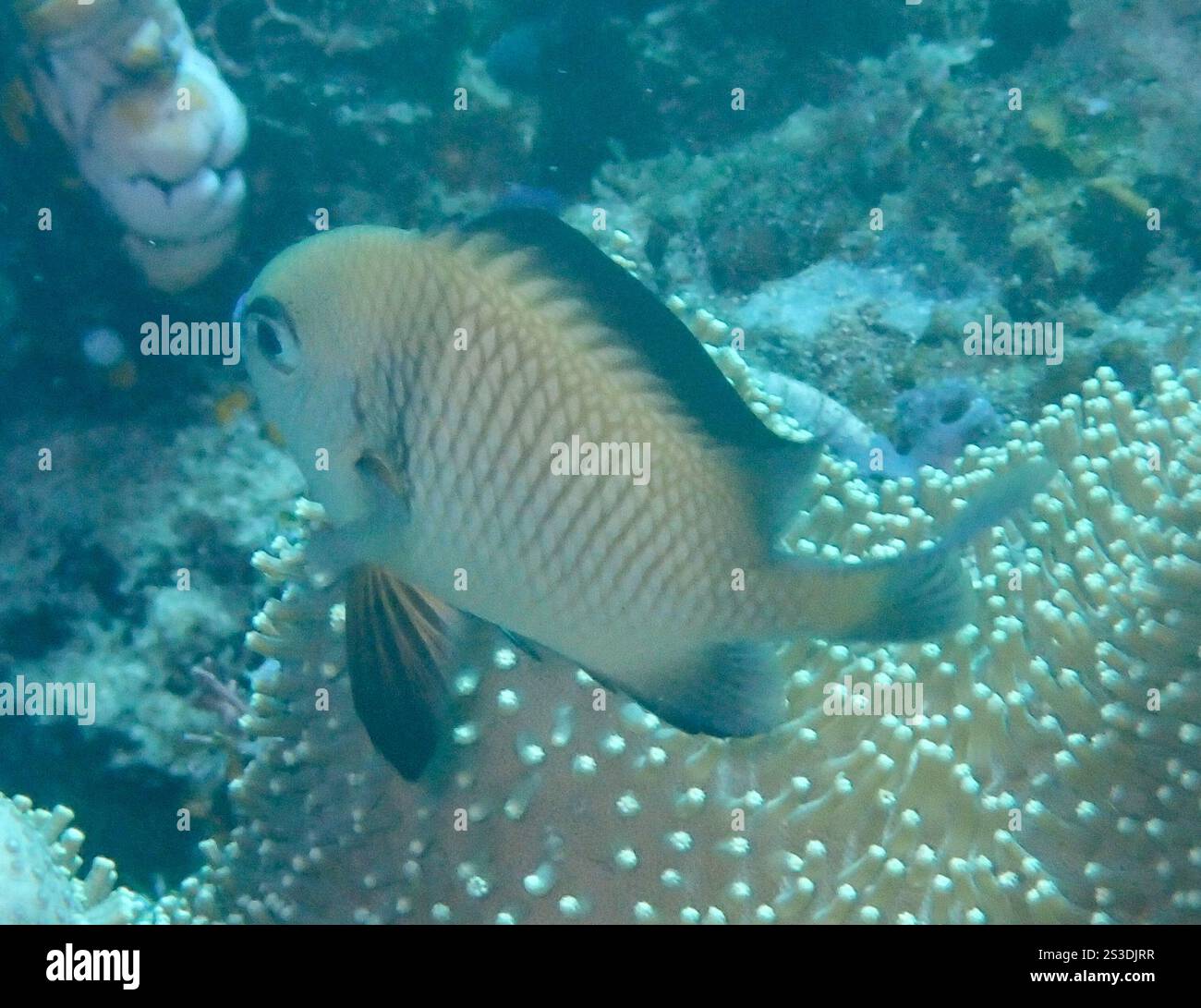 Reticulated Damselfish (Dascyllus reticulatus Stock Photo - Alamy