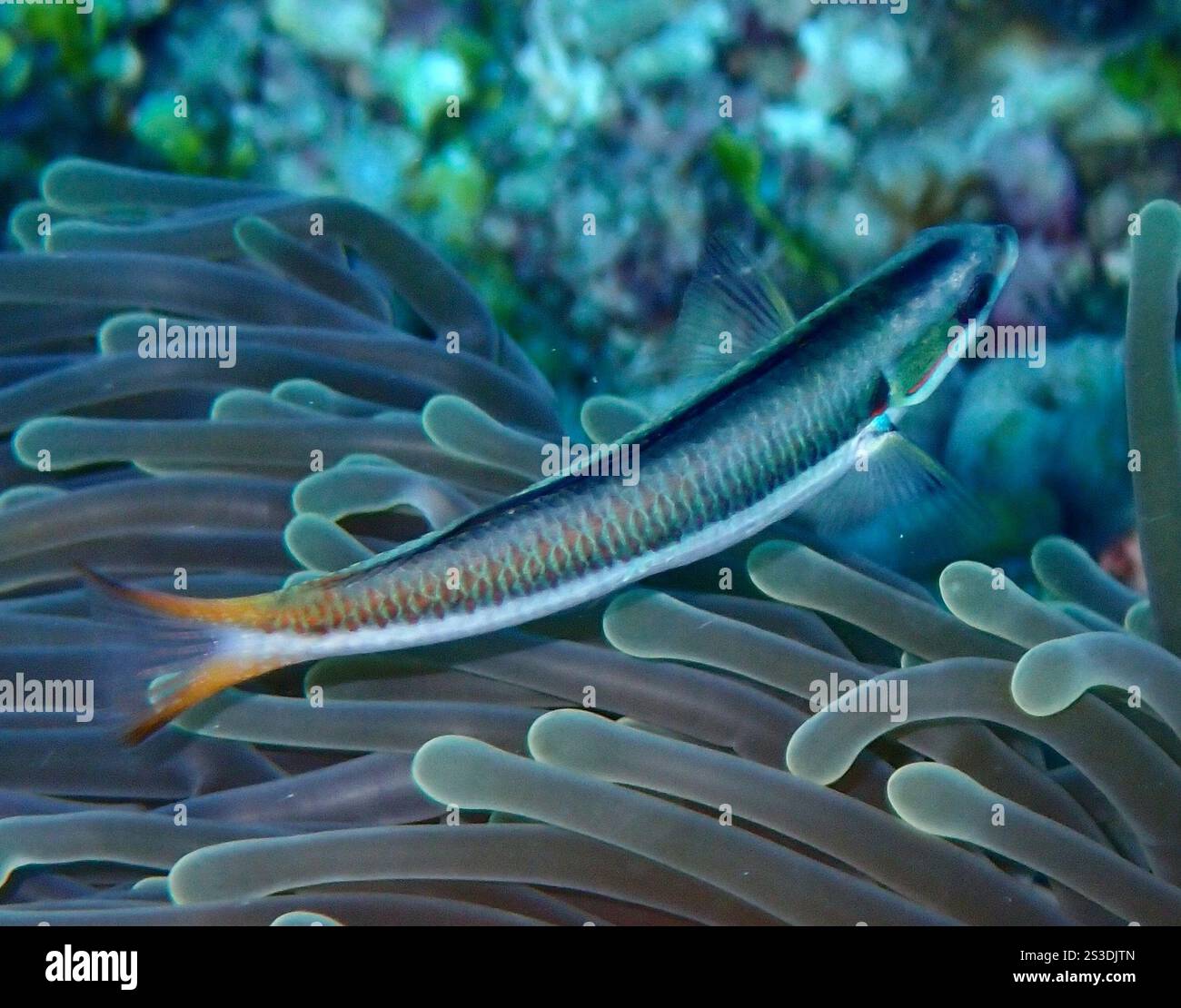 Blue-headed Wrasse (Thalassoma amblycephalum Stock Photo - Alamy