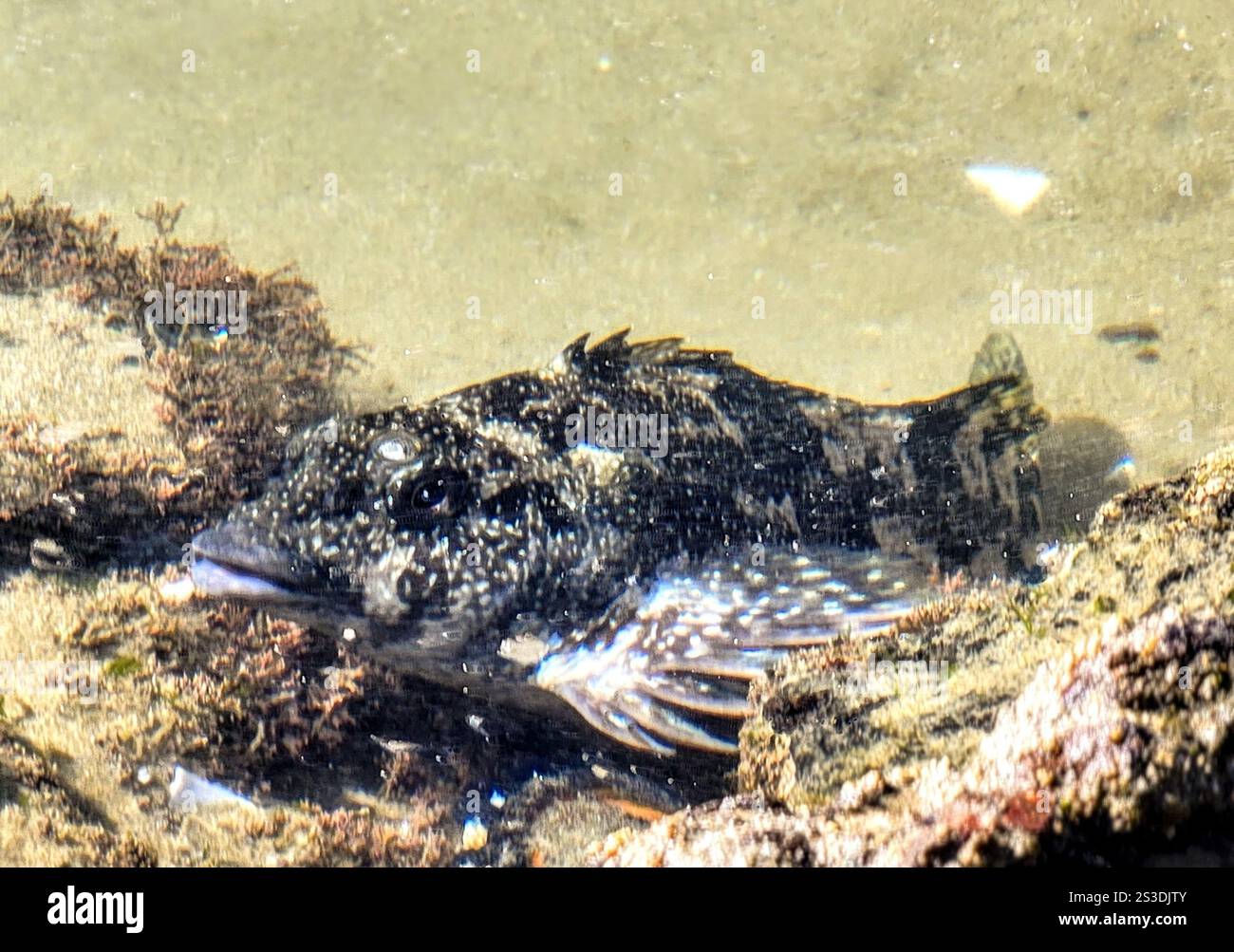 Eastern Kelpfish (Chironemus marmoratus Stock Photo - Alamy