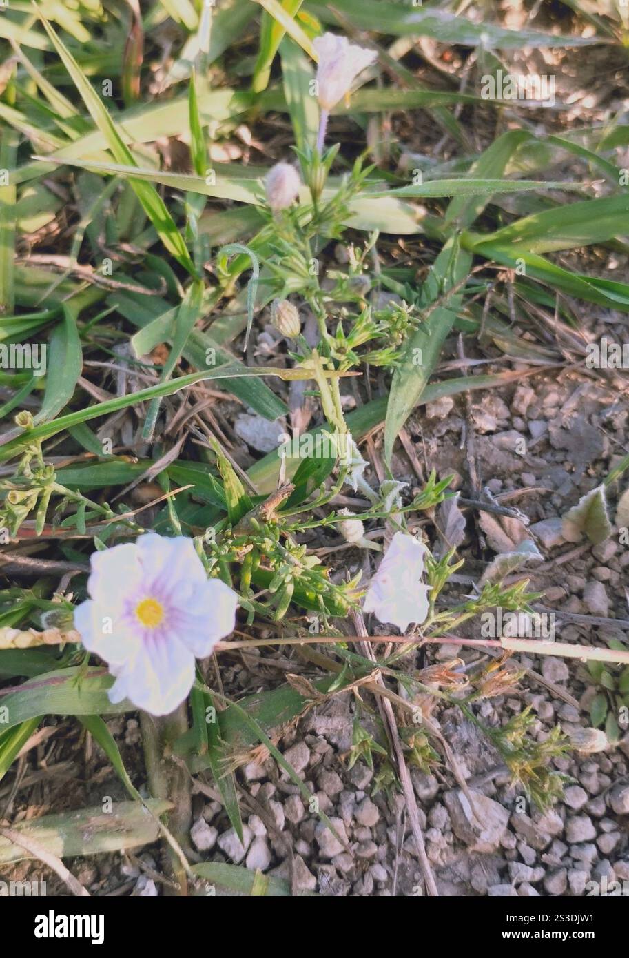 dwarf cupflower (Nierembergia linariifolia Stock Photo - Alamy