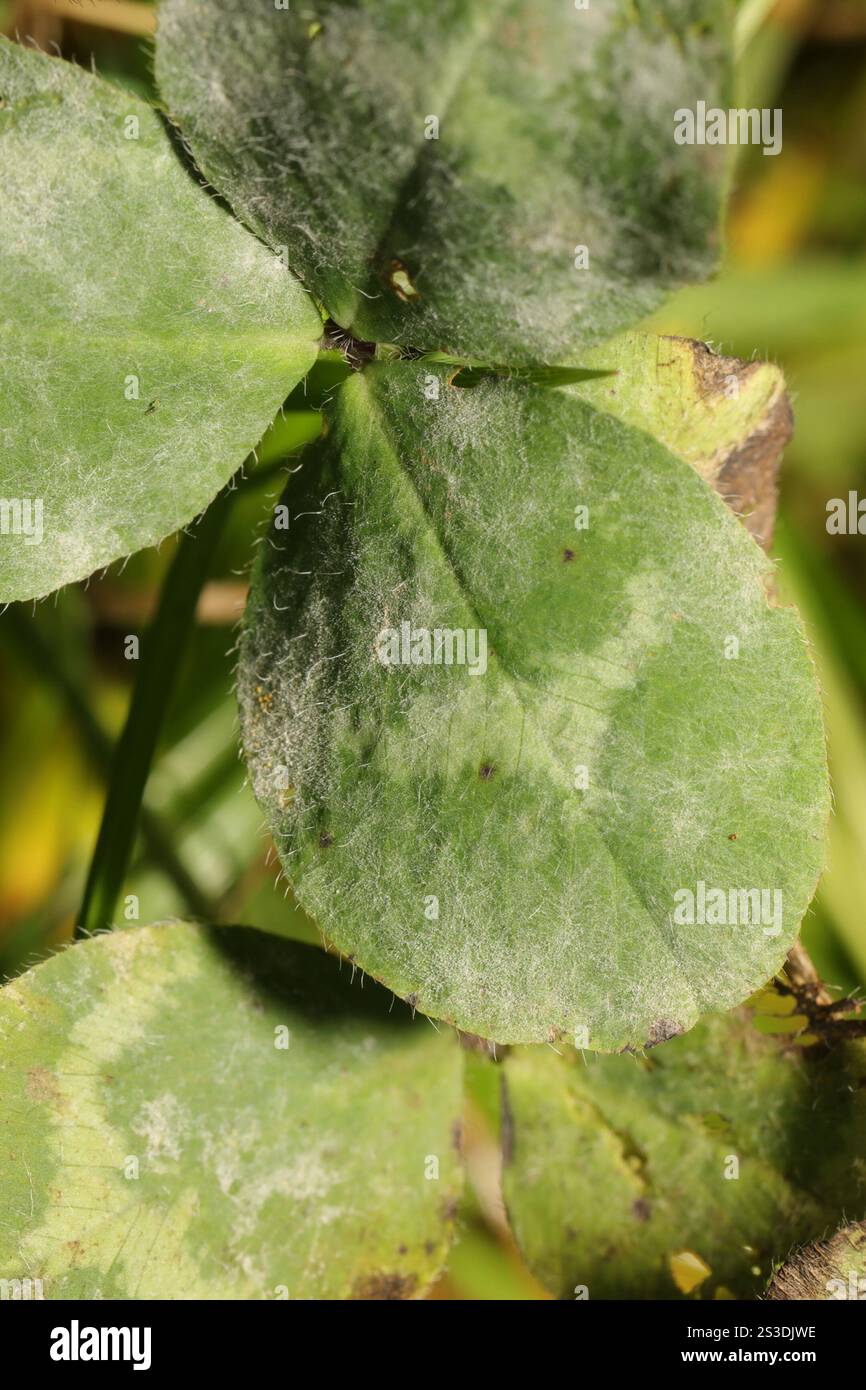 legume powdery mildew group (Erysiphe pisi Stock Photo - Alamy