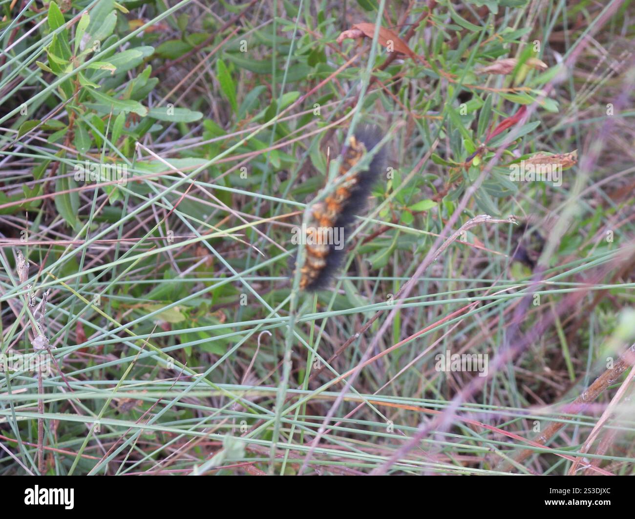 Salt Marsh Moth (Estigmene acrea Stock Photo - Alamy