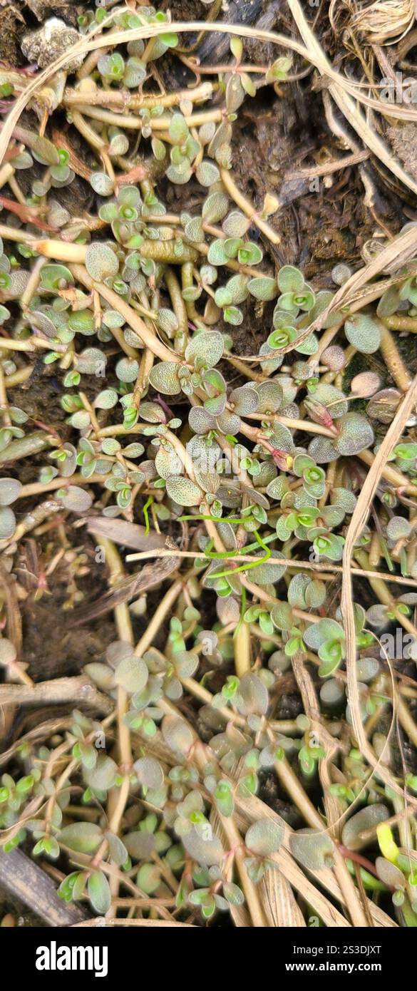 New Zealand Musk (Thyridia repens Stock Photo - Alamy