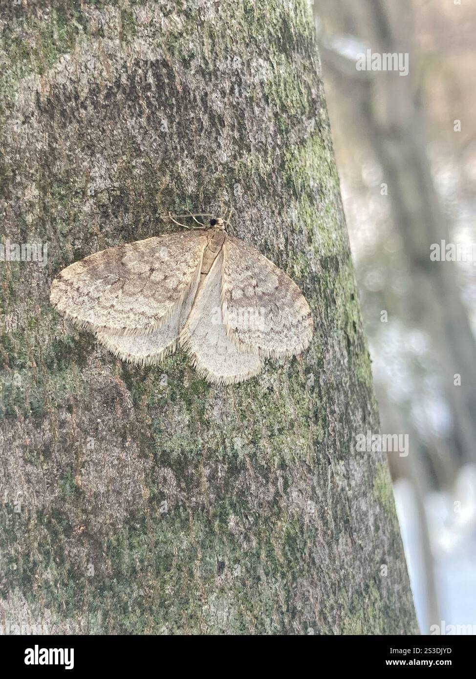 Geometer Moths (Geometridae Stock Photo - Alamy