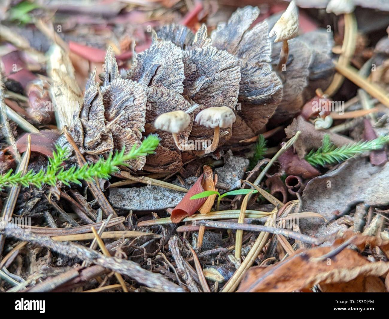 Conifercone hi-res stock photography and images - Alamy