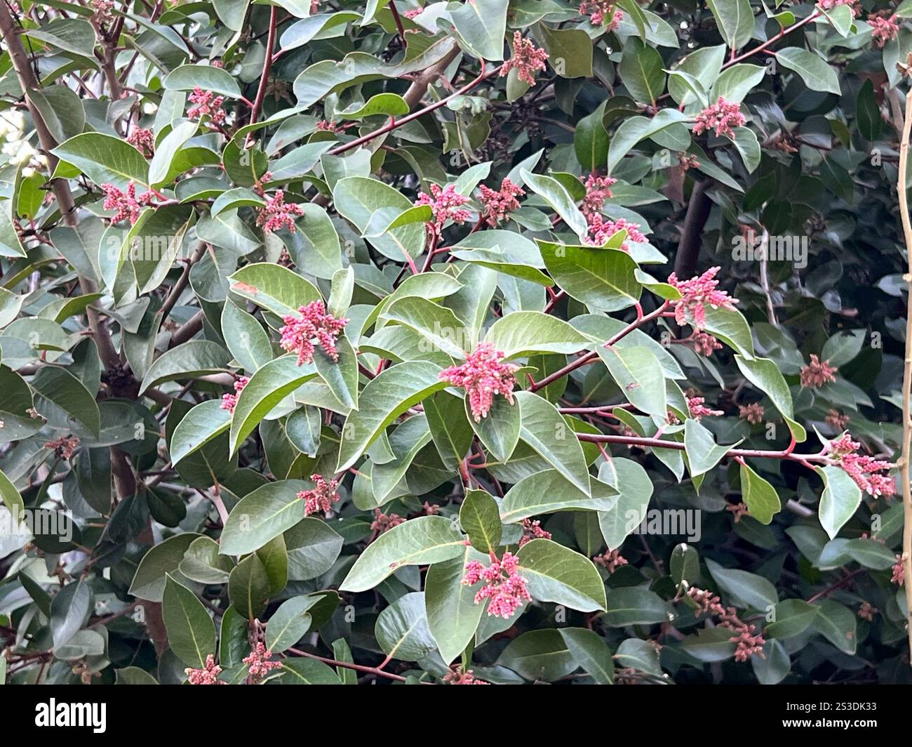 sugar bush (Rhus ovata Stock Photo - Alamy