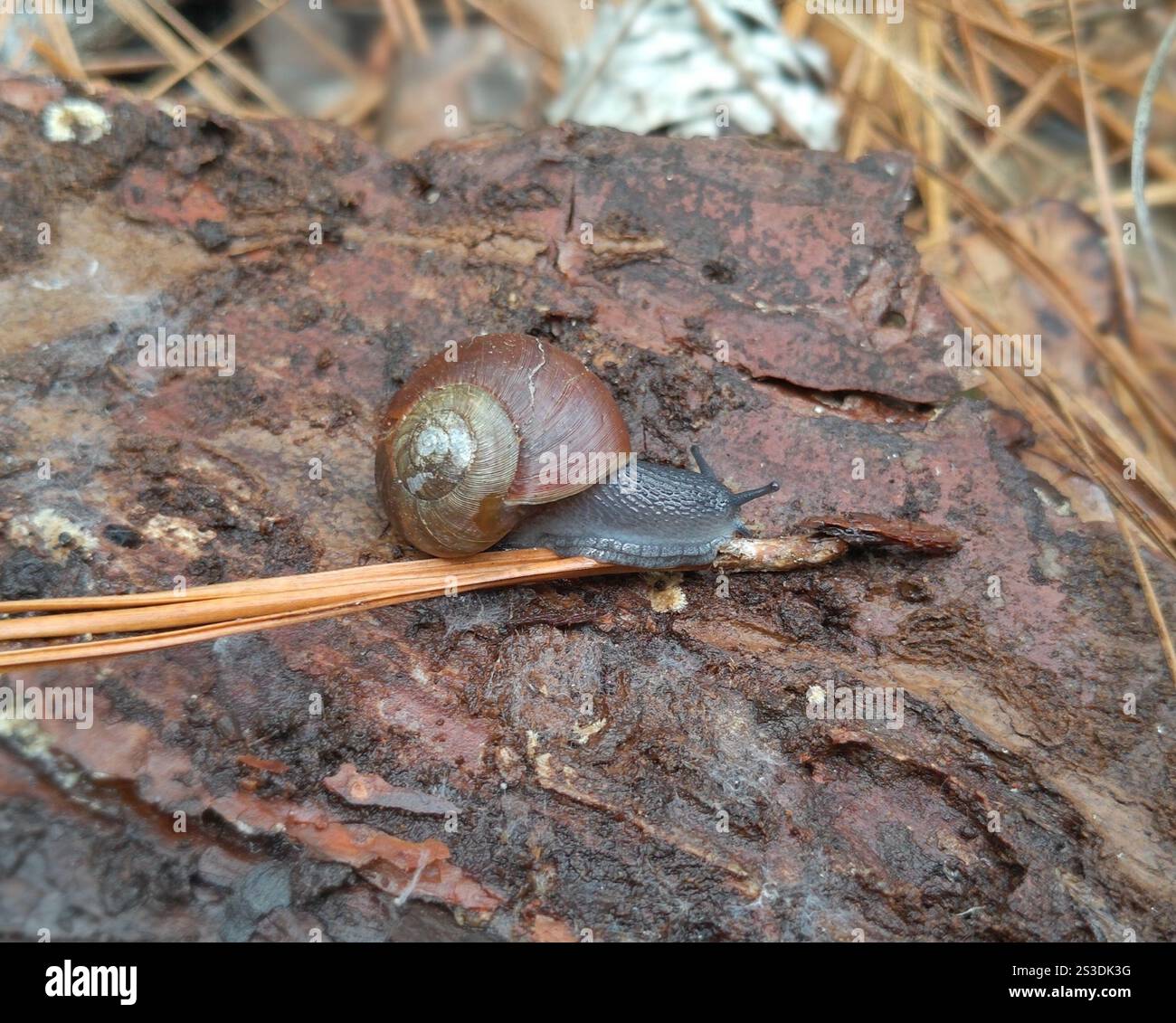 Button Snails (Mesomphix Stock Photo - Alamy