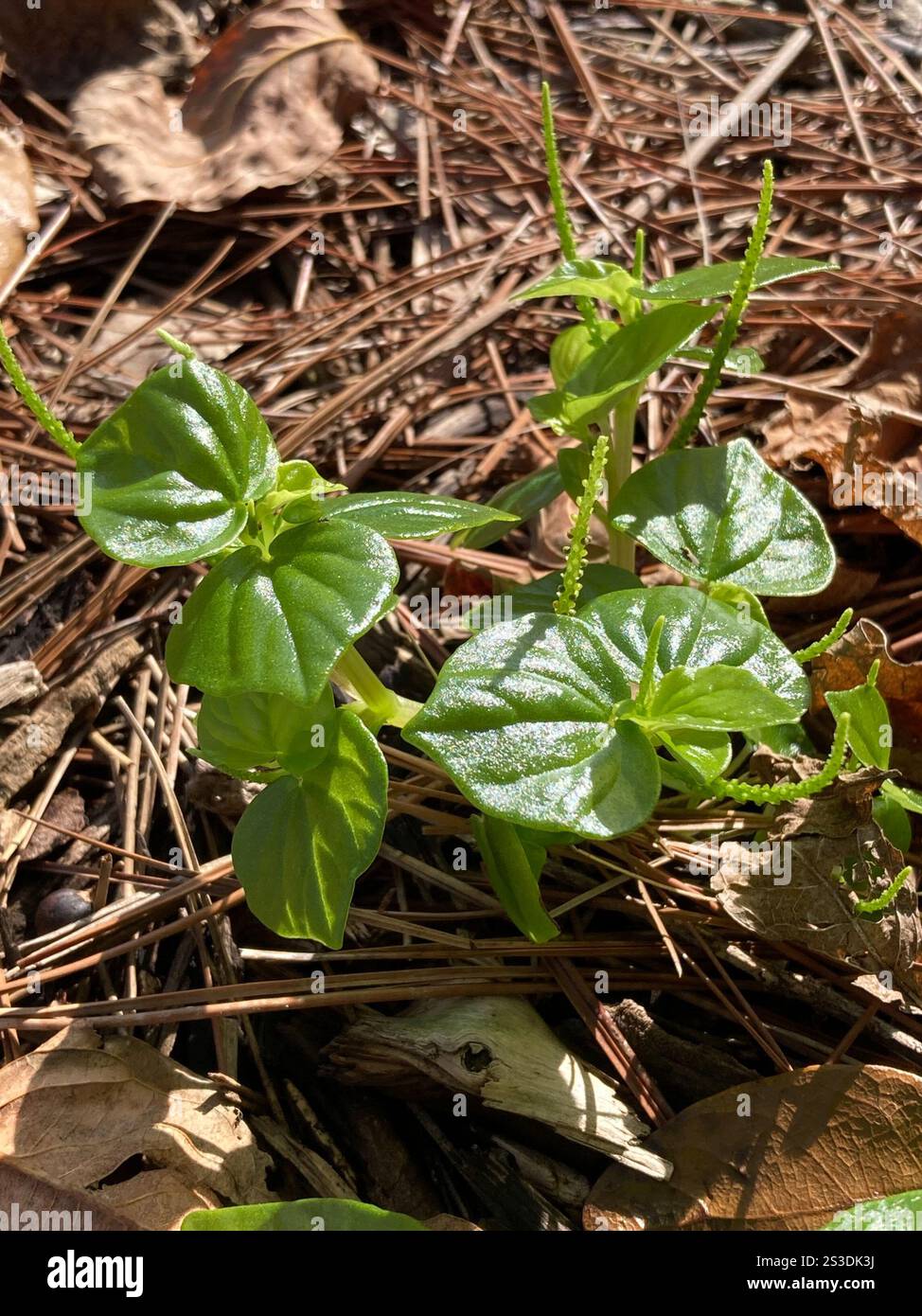 Pepper elder (Peperomia pellucida Stock Photo - Alamy