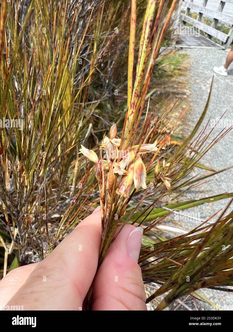 (Dracophyllum longifolium longifolium Stock Photo - Alamy