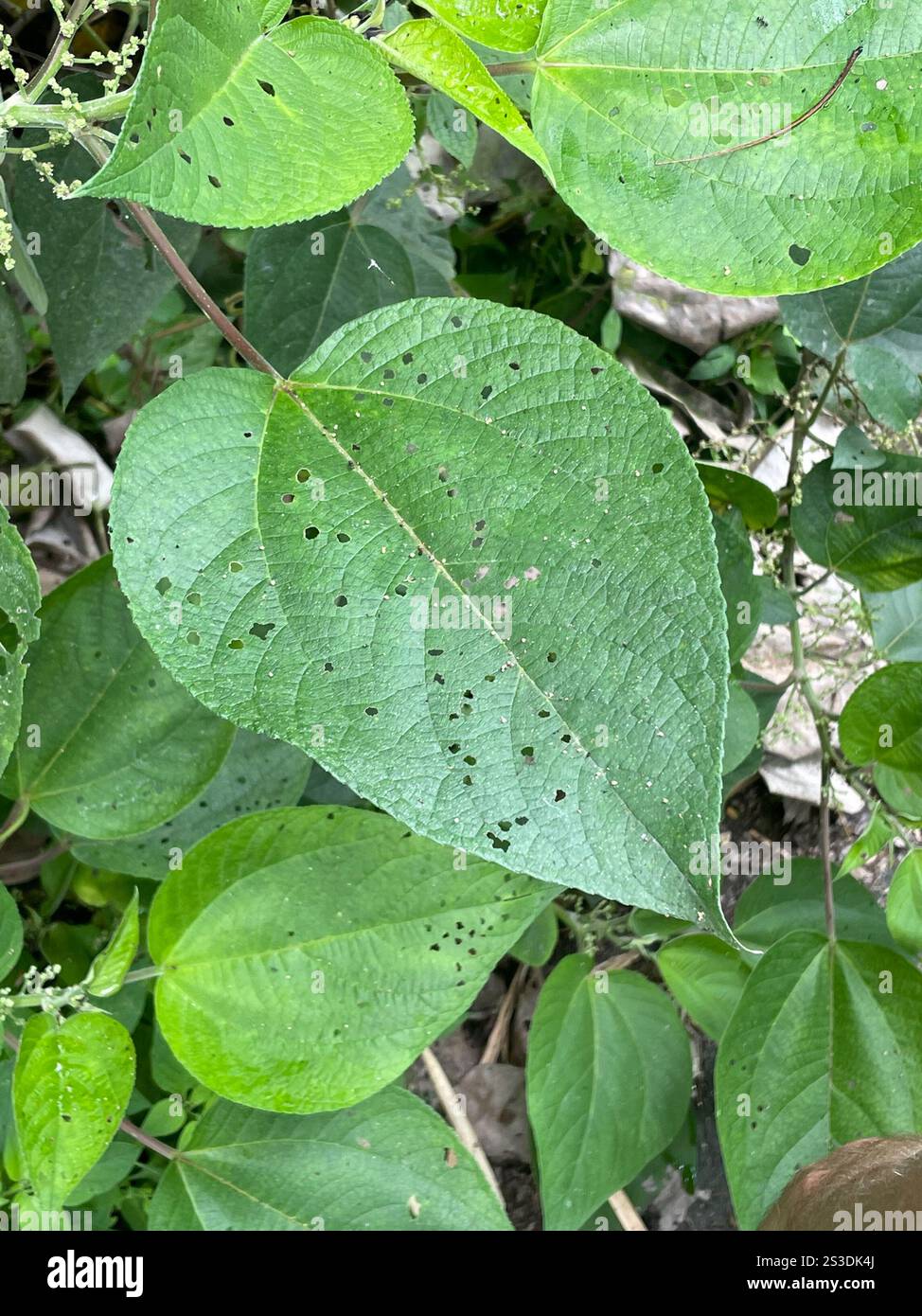 nettle family (Urticaceae Stock Photo - Alamy