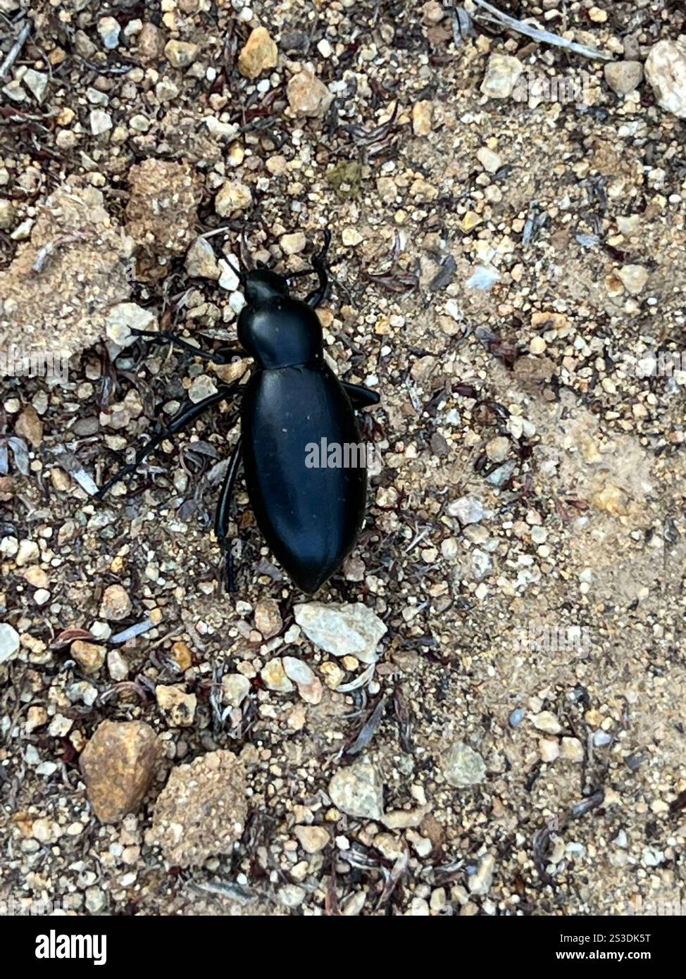 Desert Stink Beetles (Eleodes Stock Photo - Alamy