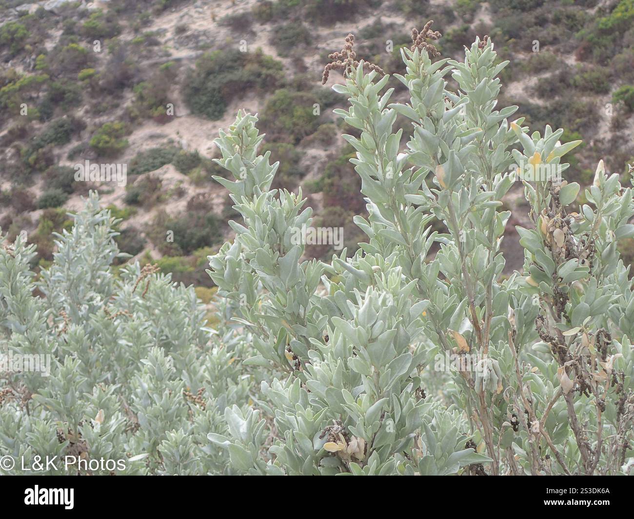Grey Saltbush (Atriplex cinerea Stock Photo - Alamy