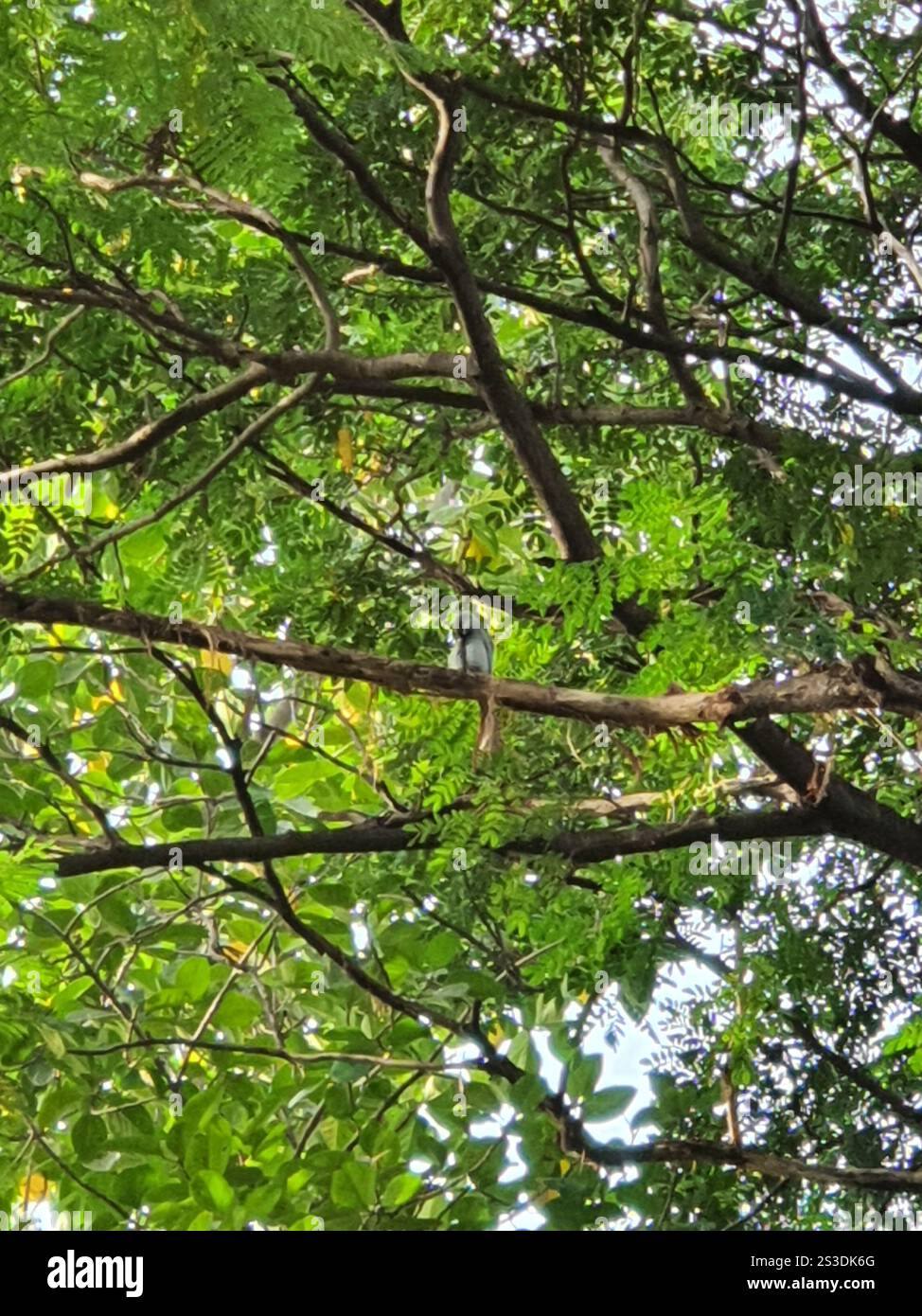 Ashy Drongo (Dicrurus leucophaeus Stock Photo - Alamy