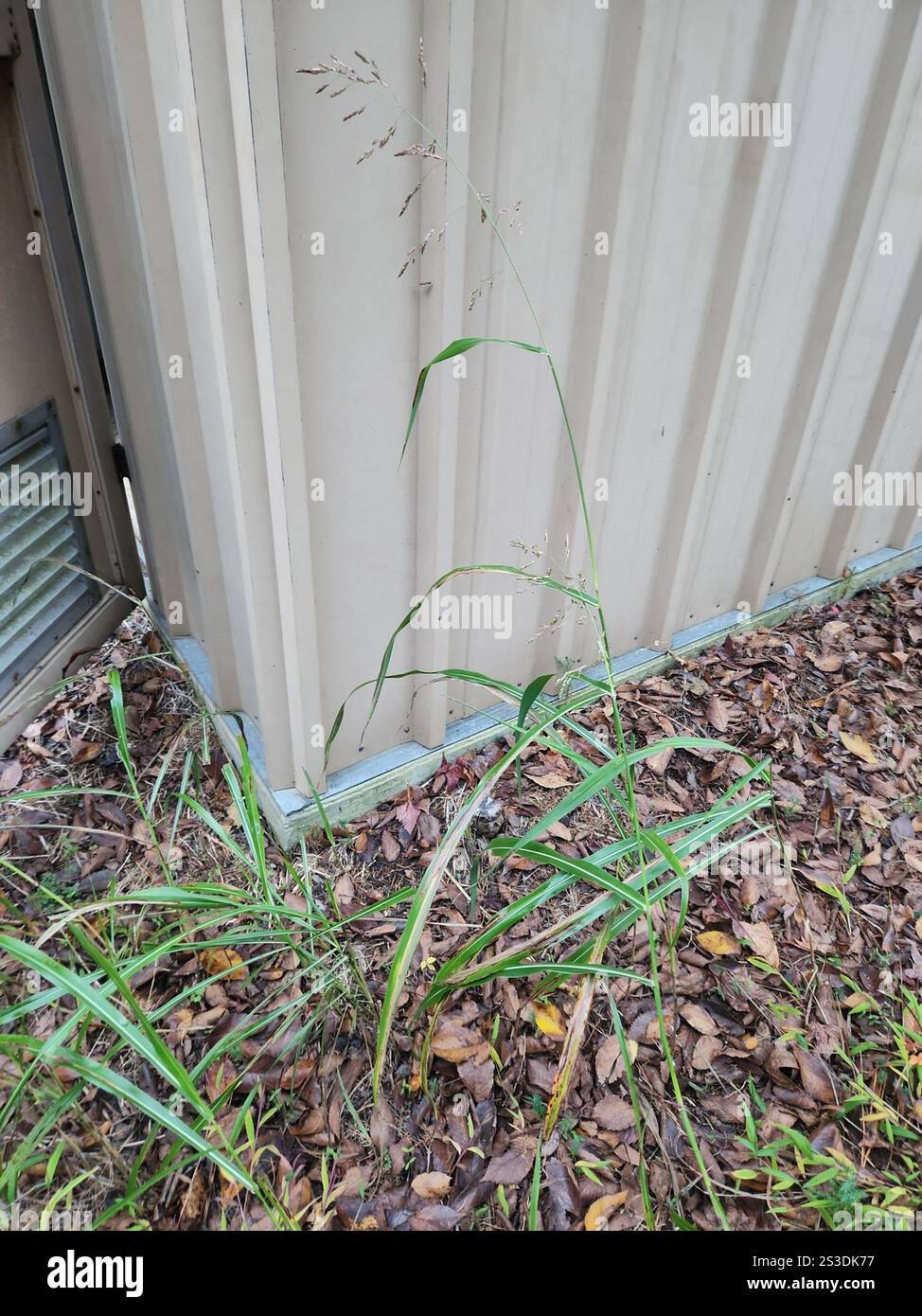 Johnson grass (Sorghum halepense Stock Photo - Alamy
