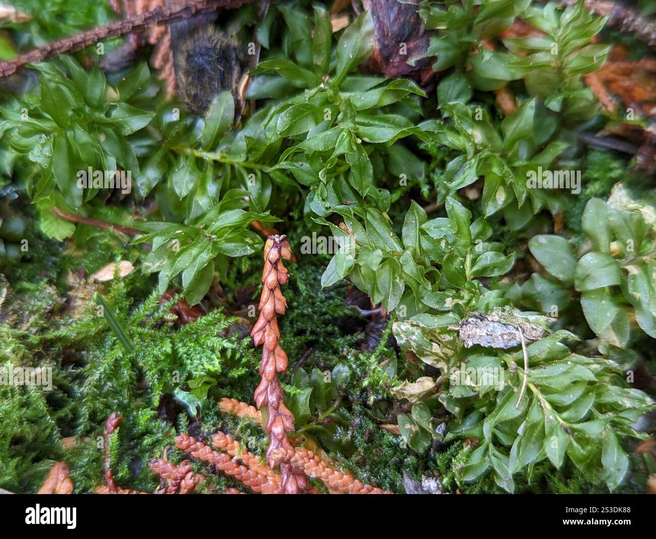 Badge Moss (Plagiomnium insigne Stock Photo - Alamy