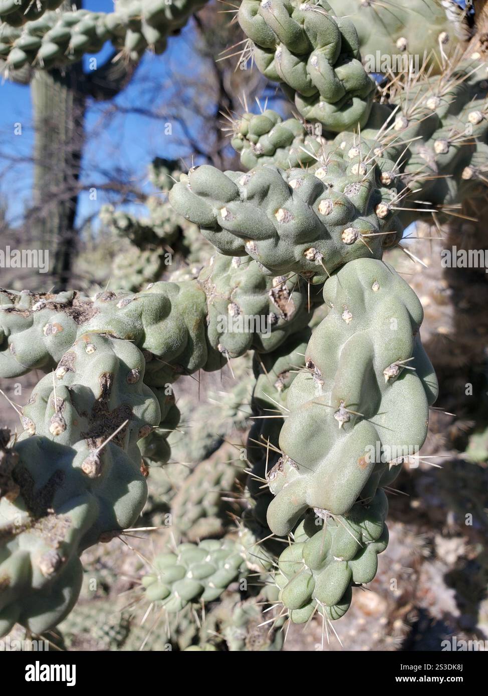 Chain-fruit Cholla (Cylindropuntia fulgida Stock Photo - Alamy