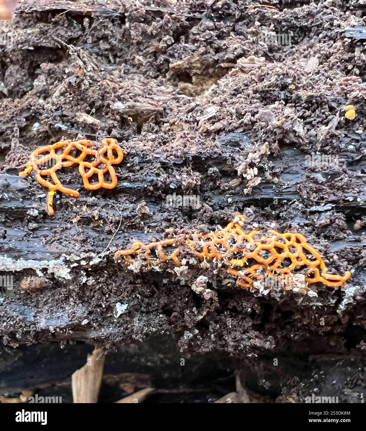Pretzel slime mold (Hemitrichia serpula Stock Photo - Alamy