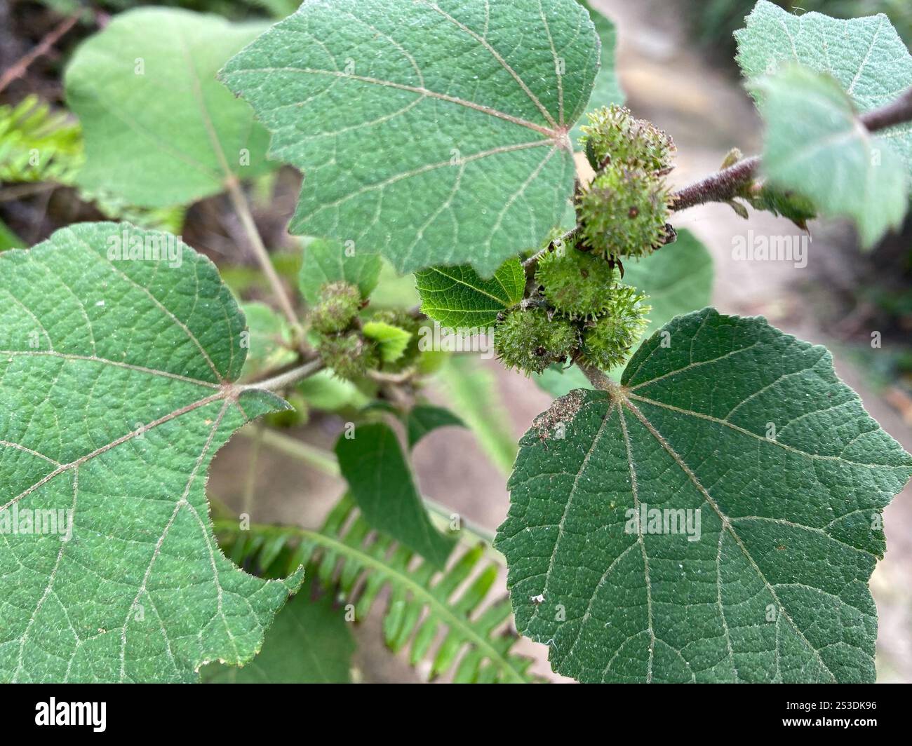 Caesar weed (Urena lobata Stock Photo - Alamy