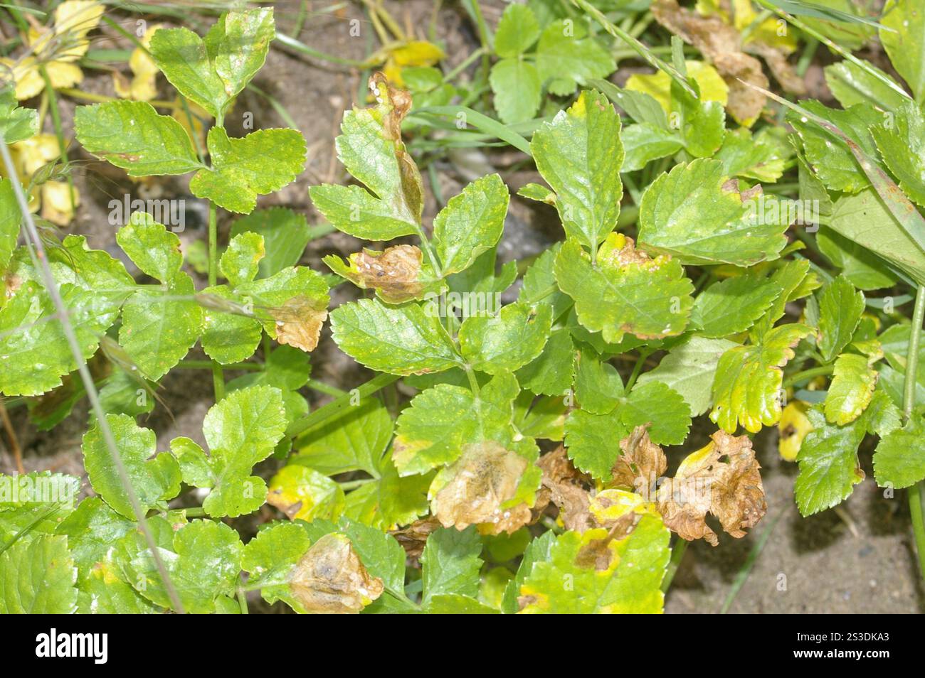 Fool's Watercress (Helosciadium nodiflorum Stock Photo - Alamy