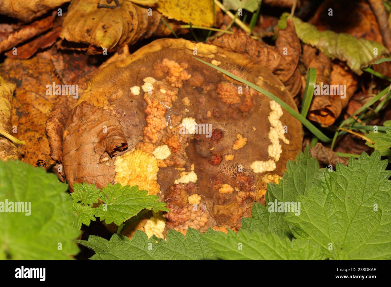 ink stain bolete (Cyanoboletus pulverulentus Stock Photo - Alamy