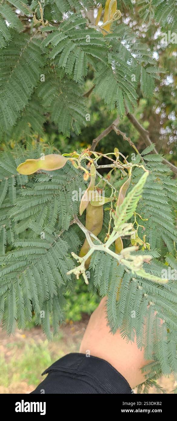 Cootamundra wattle (Acacia baileyana Stock Photo - Alamy
