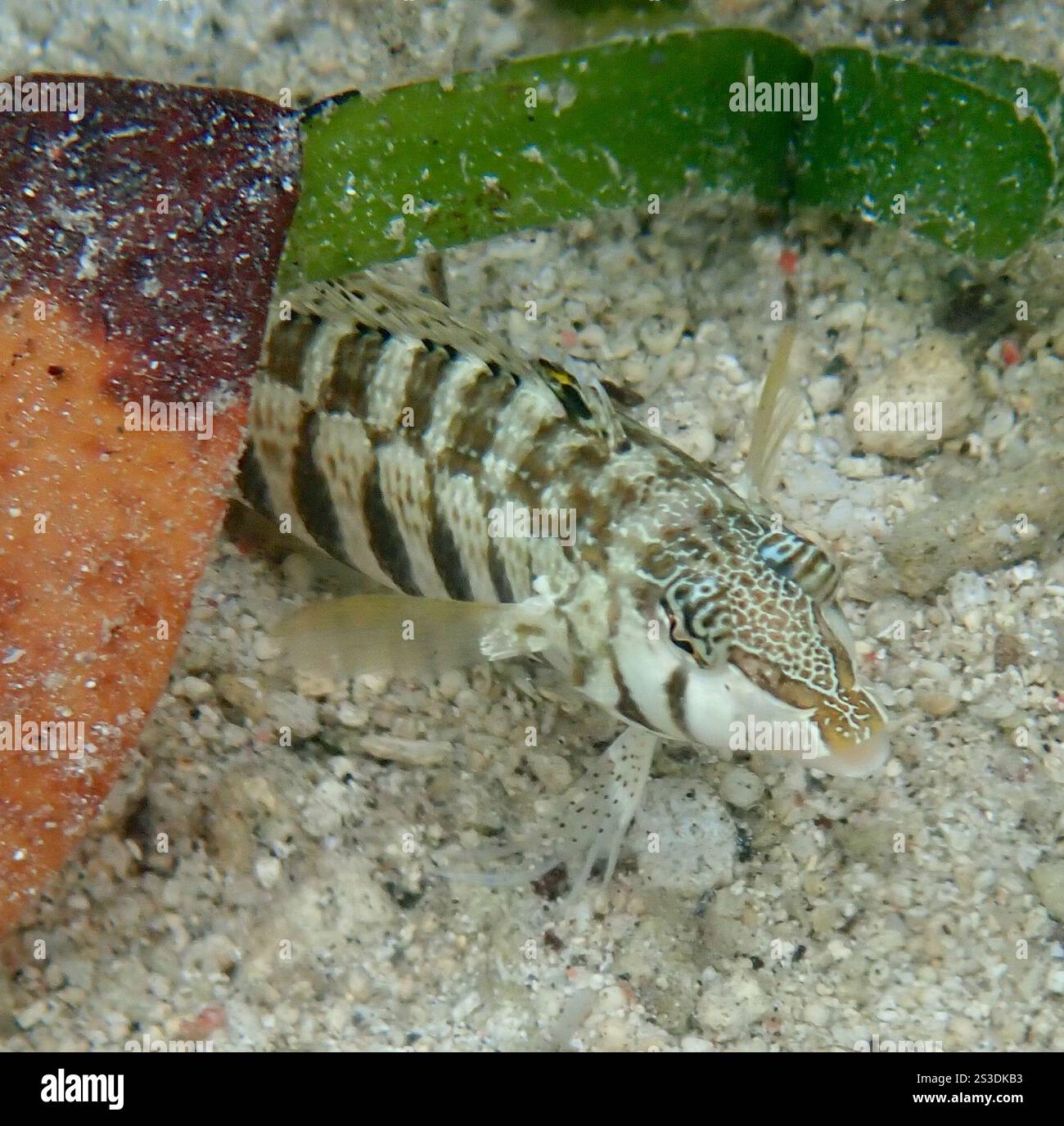 Sharpnose Sandperch (Parapercis cylindrica Stock Photo - Alamy