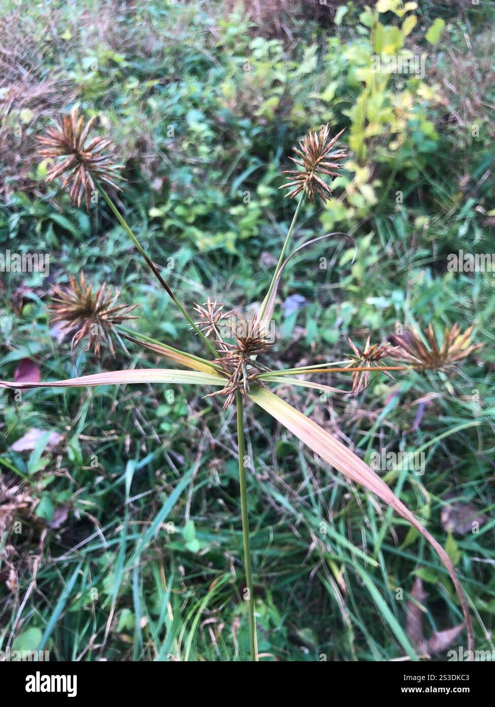 Manyflower Flatsedge (Cyperus lancastriensis Stock Photo - Alamy