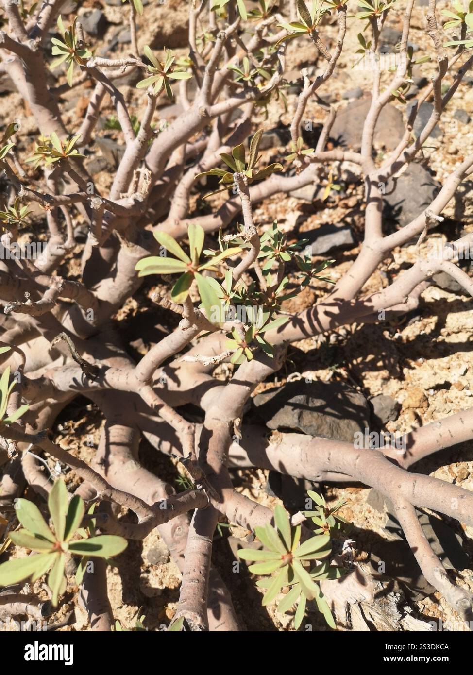 balsam spurge (Euphorbia balsamifera Stock Photo - Alamy