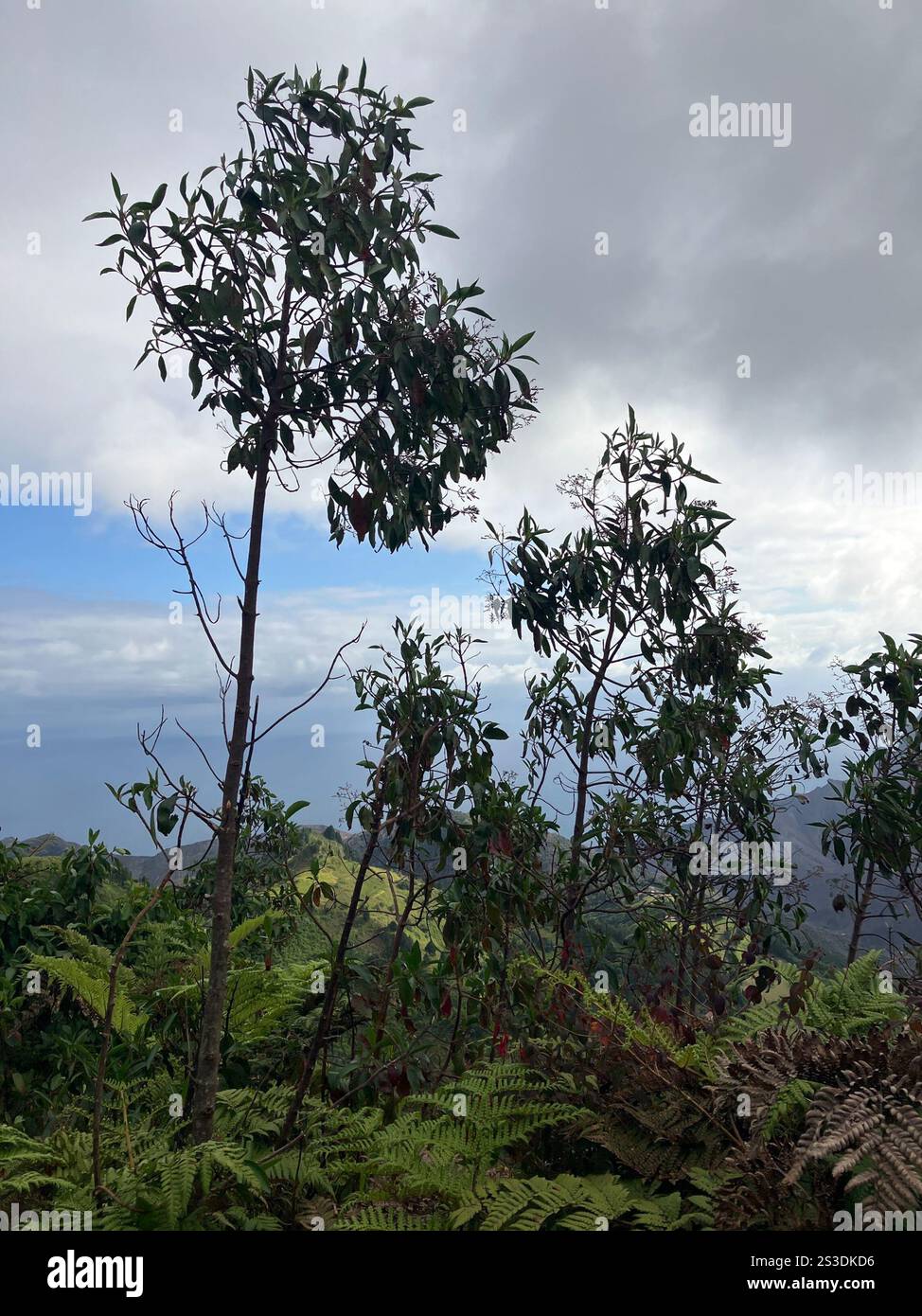 Cinchona pubescens hi-res stock photography and images - Alamy