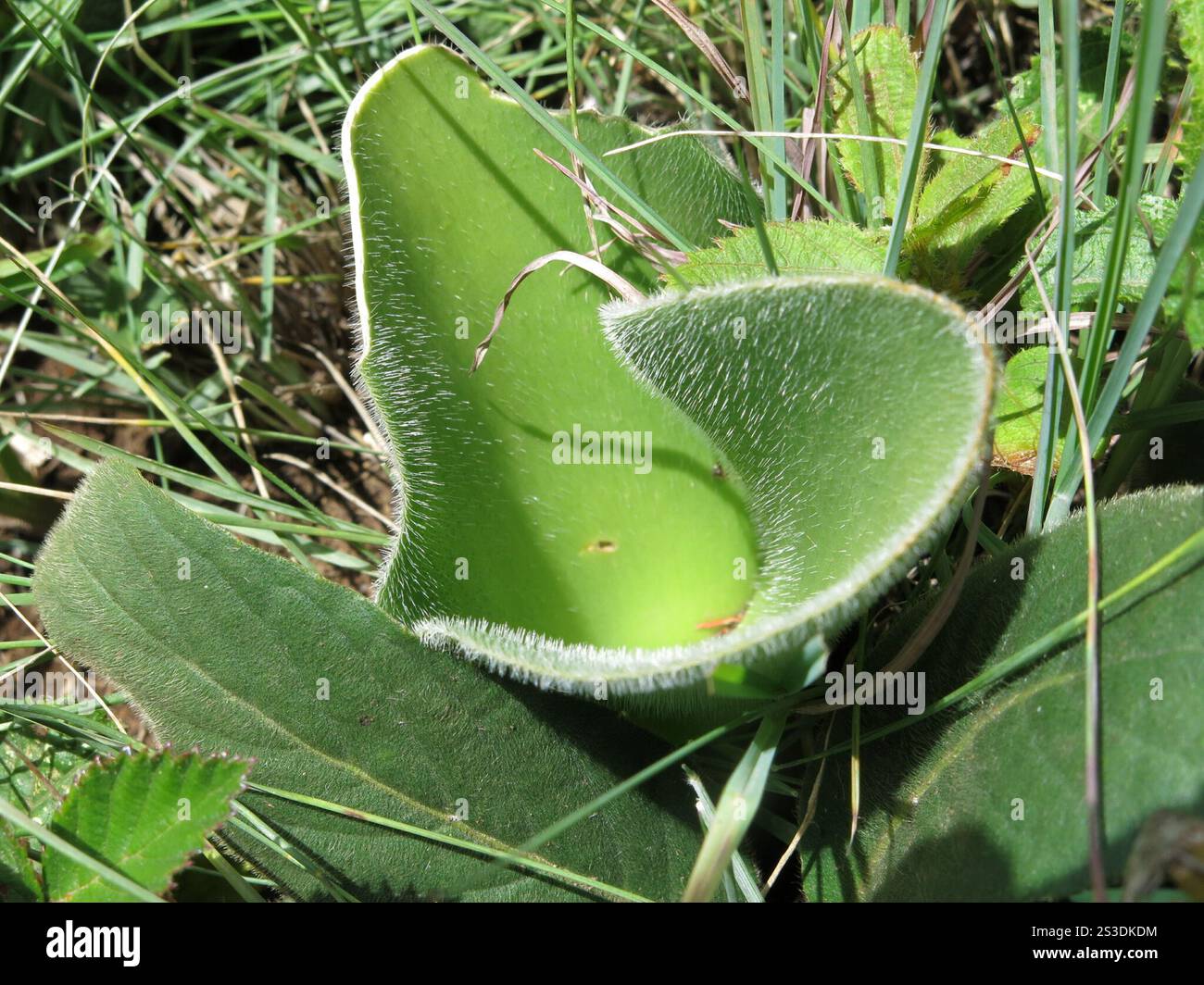 Rabbit-Ear Bloodlily (Haemanthus humilis hirsutus Stock Photo - Alamy
