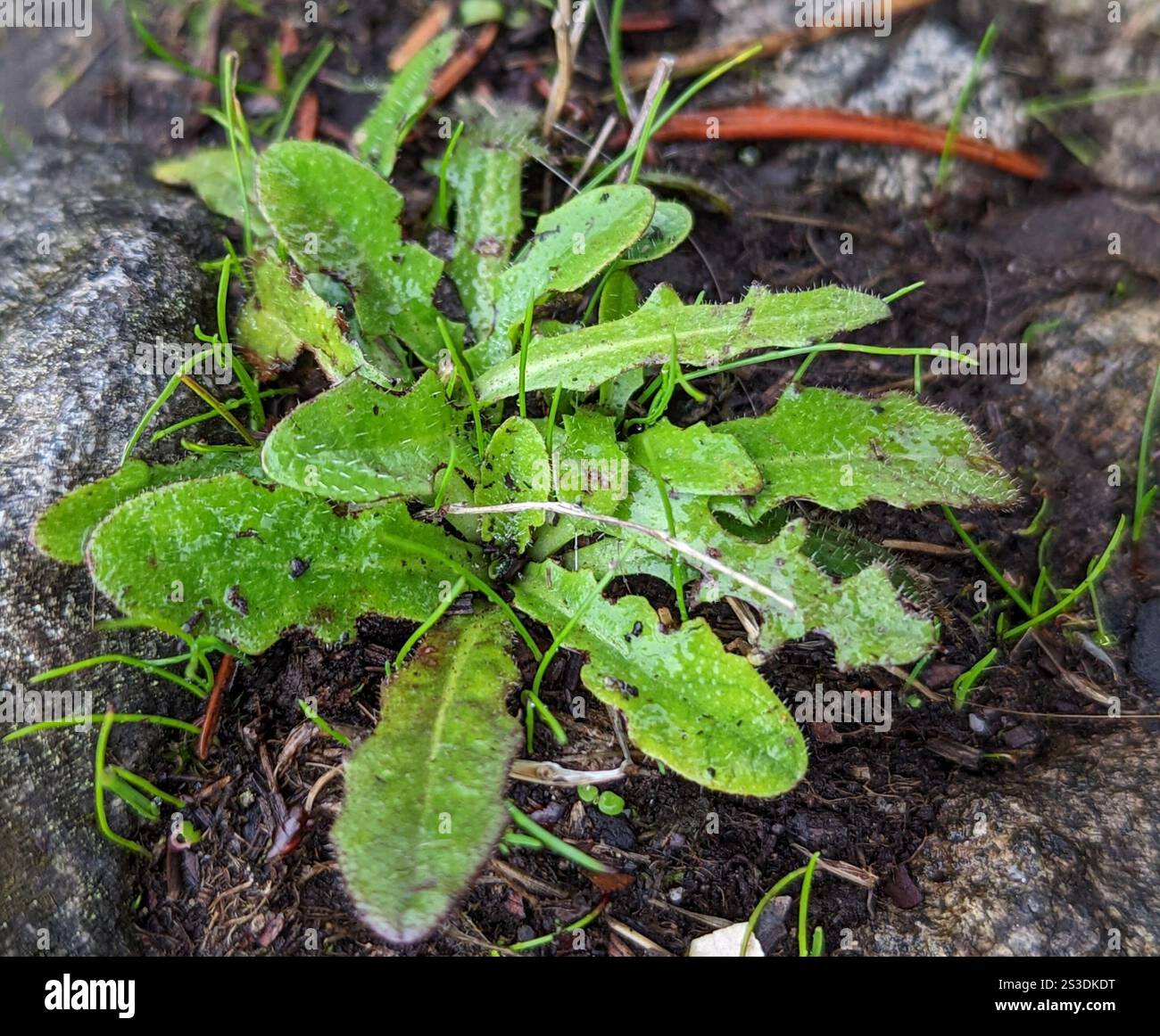 Common Cat's-ear (Hypochaeris radicata Stock Photo - Alamy