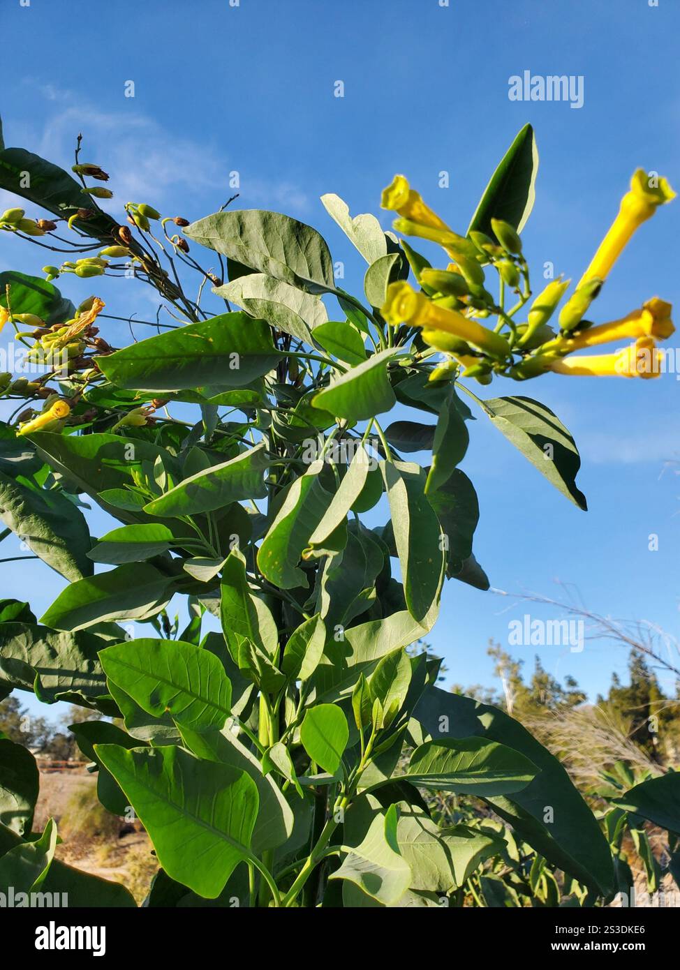 tree tobacco (Nicotiana glauca Stock Photo - Alamy