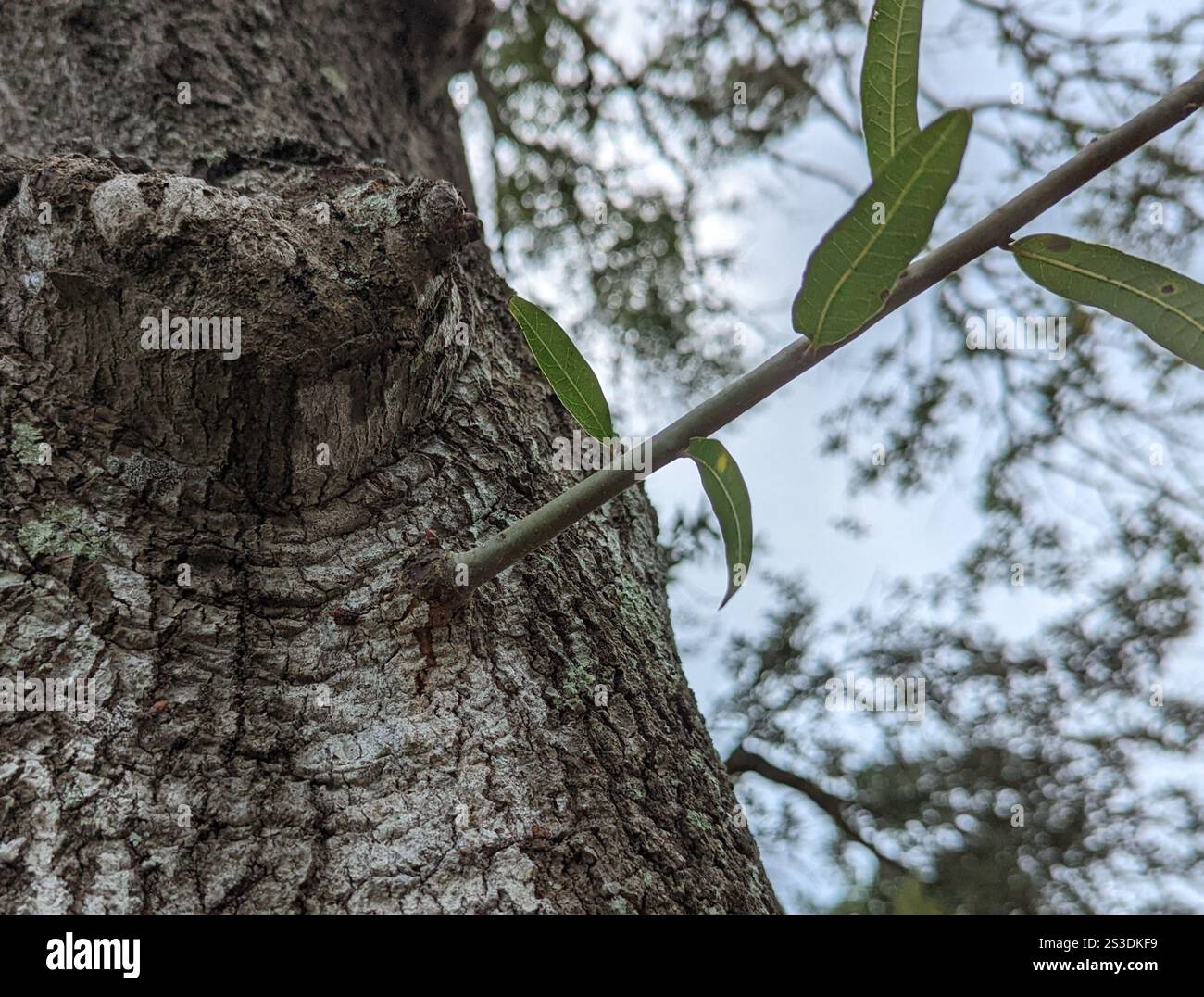 swamp laurel oak (Quercus laurifolia Stock Photo - Alamy