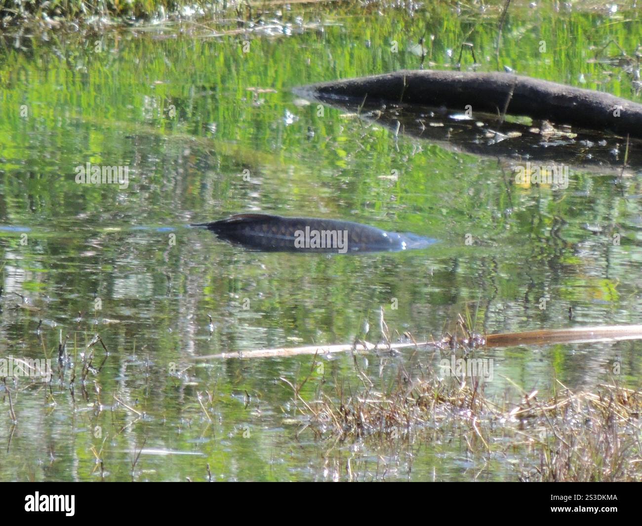 European Carp (Cyprinus carpio Stock Photo - Alamy