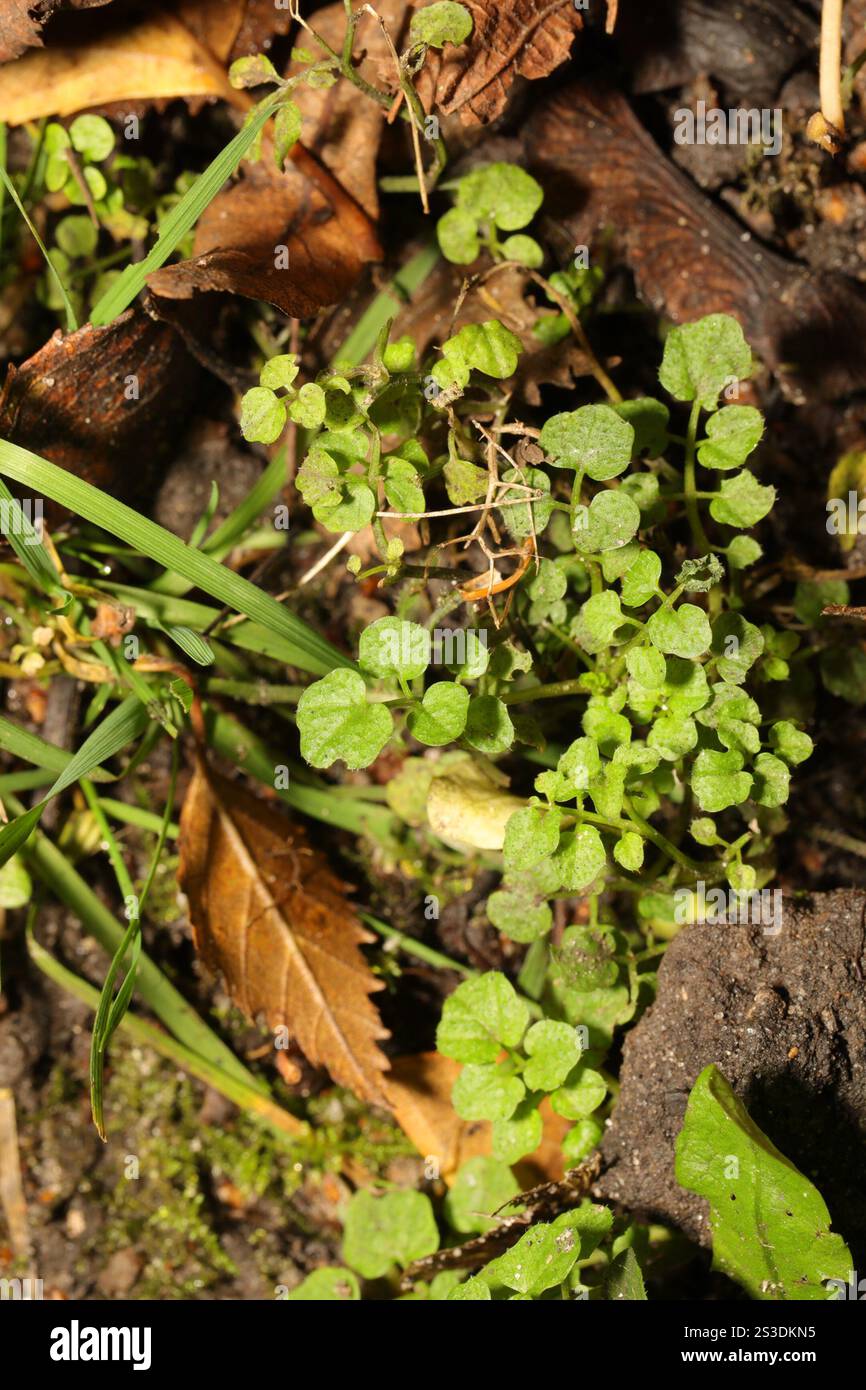 wavy bittercress (Cardamine flexuosa Stock Photo - Alamy