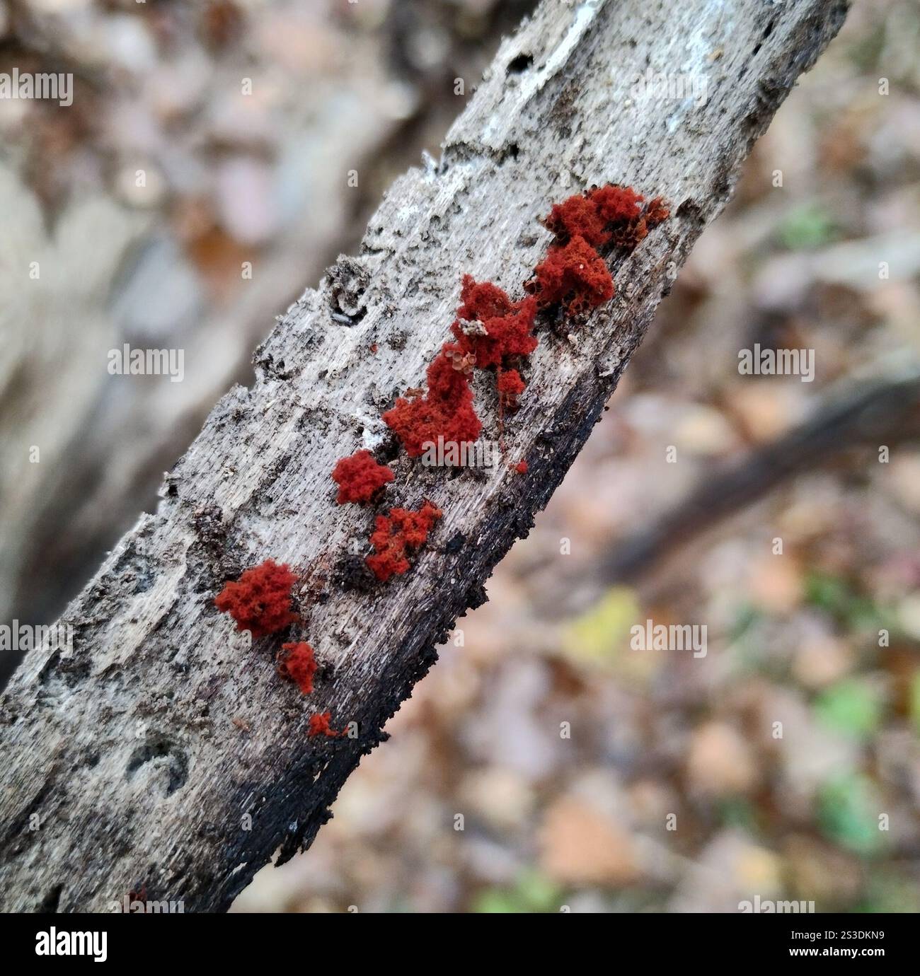 Wasp's Nest Slime Mold (Metatrichia vesparia Stock Photo - Alamy