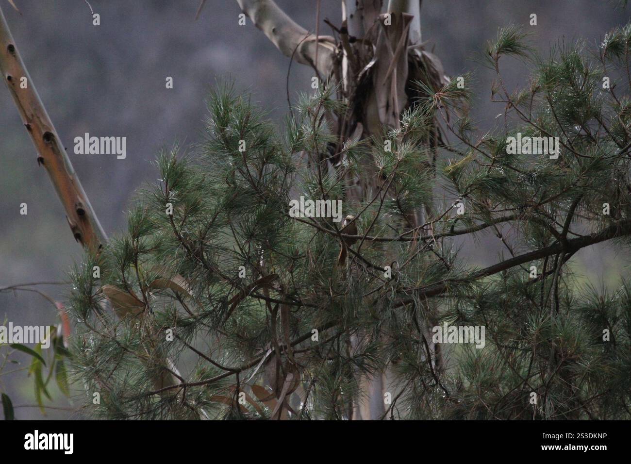 Creamy-crested Spinetail (Cranioleuca albicapilla Stock Photo - Alamy