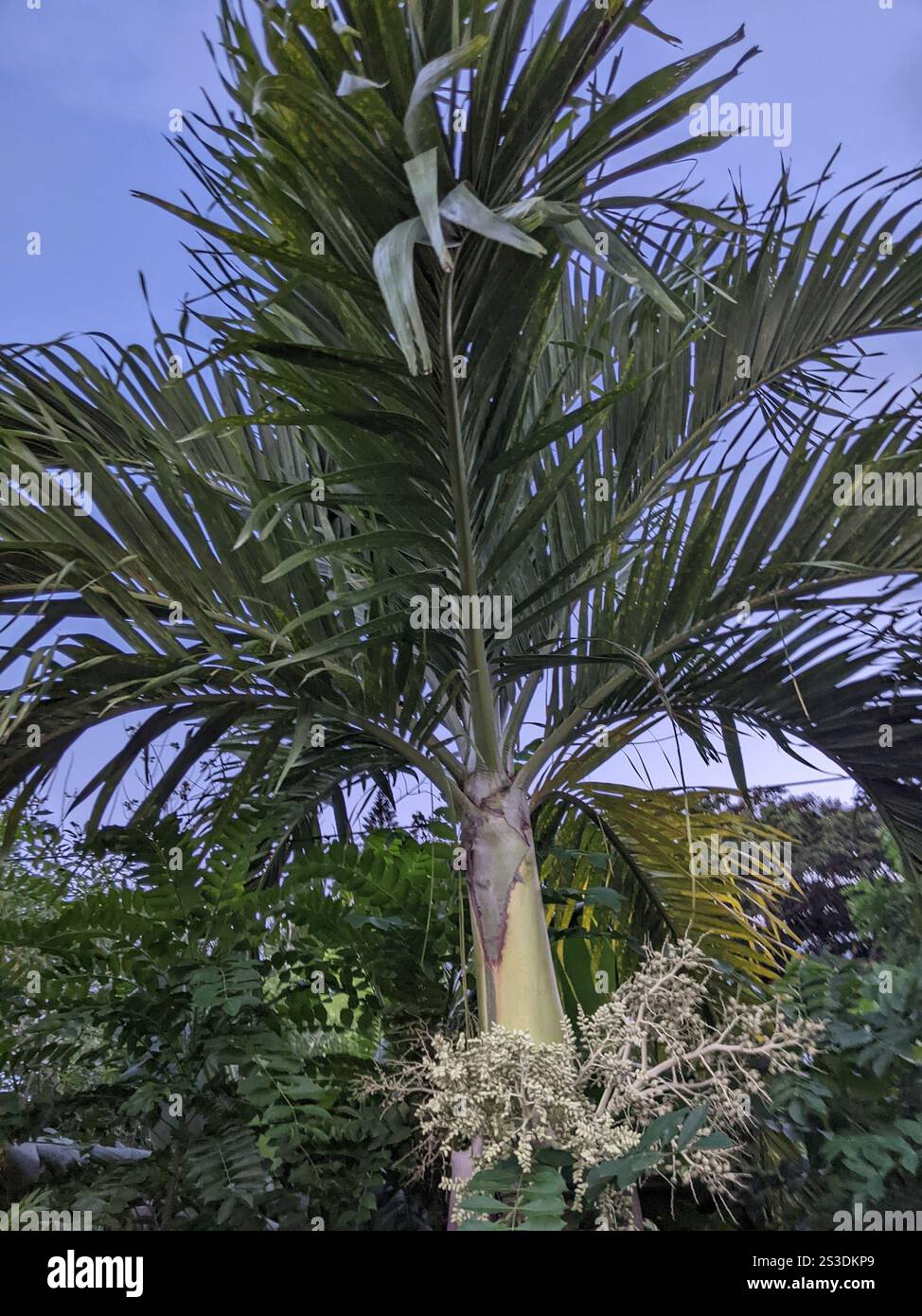 Manila Palm (Adonidia merrillii Stock Photo - Alamy