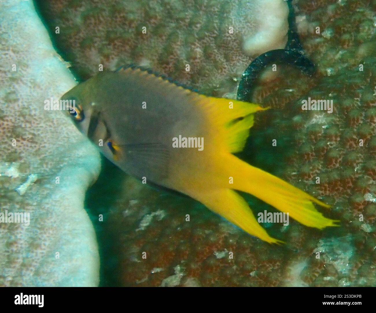 Indo-Pacific Yellowtail Damsel (Neoglyphidodon nigroris Stock Photo - Alamy