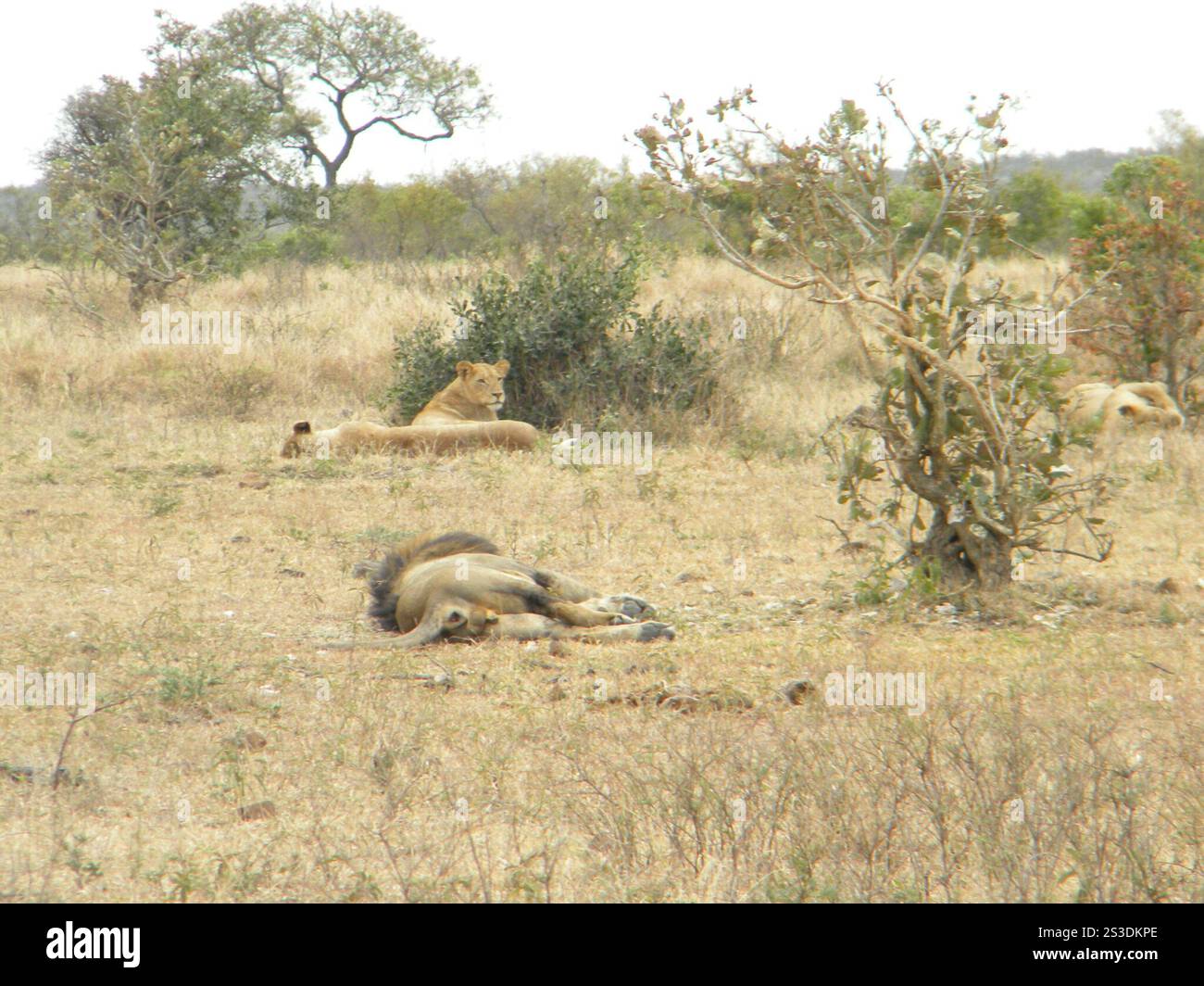 Southern Lion (Panthera leo melanochaita Stock Photo - Alamy