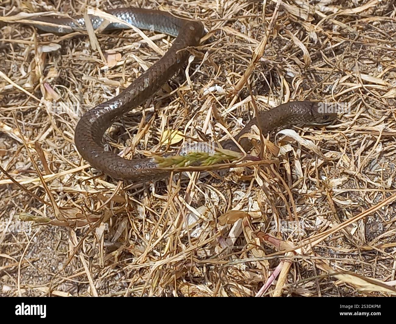 Common Slug-eater (Duberria lutrix Stock Photo - Alamy