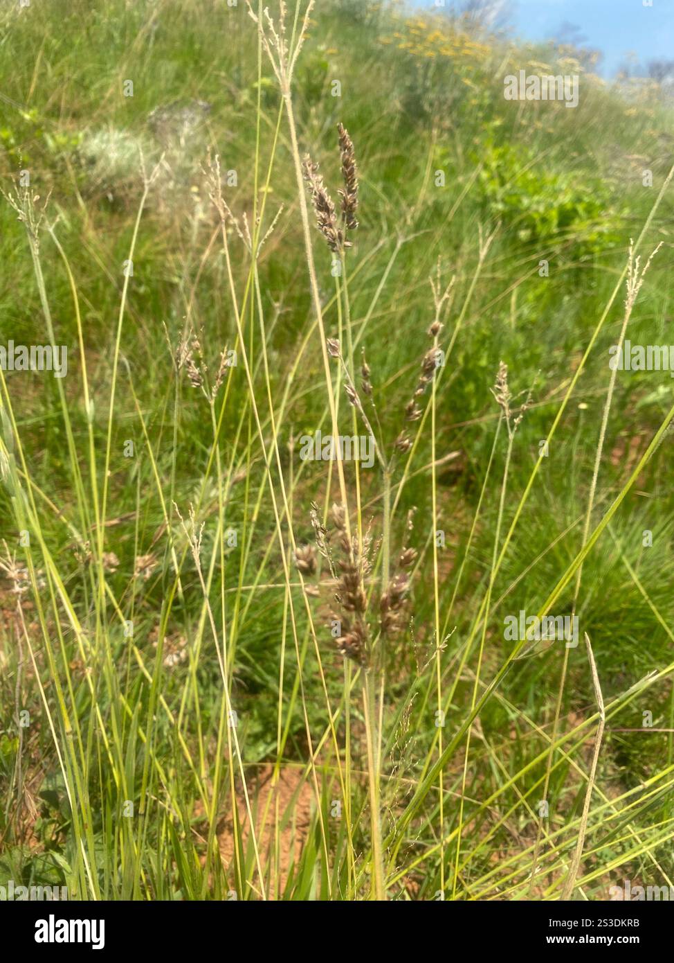 Cockatoo grass (Alloteropsis semialata Stock Photo - Alamy