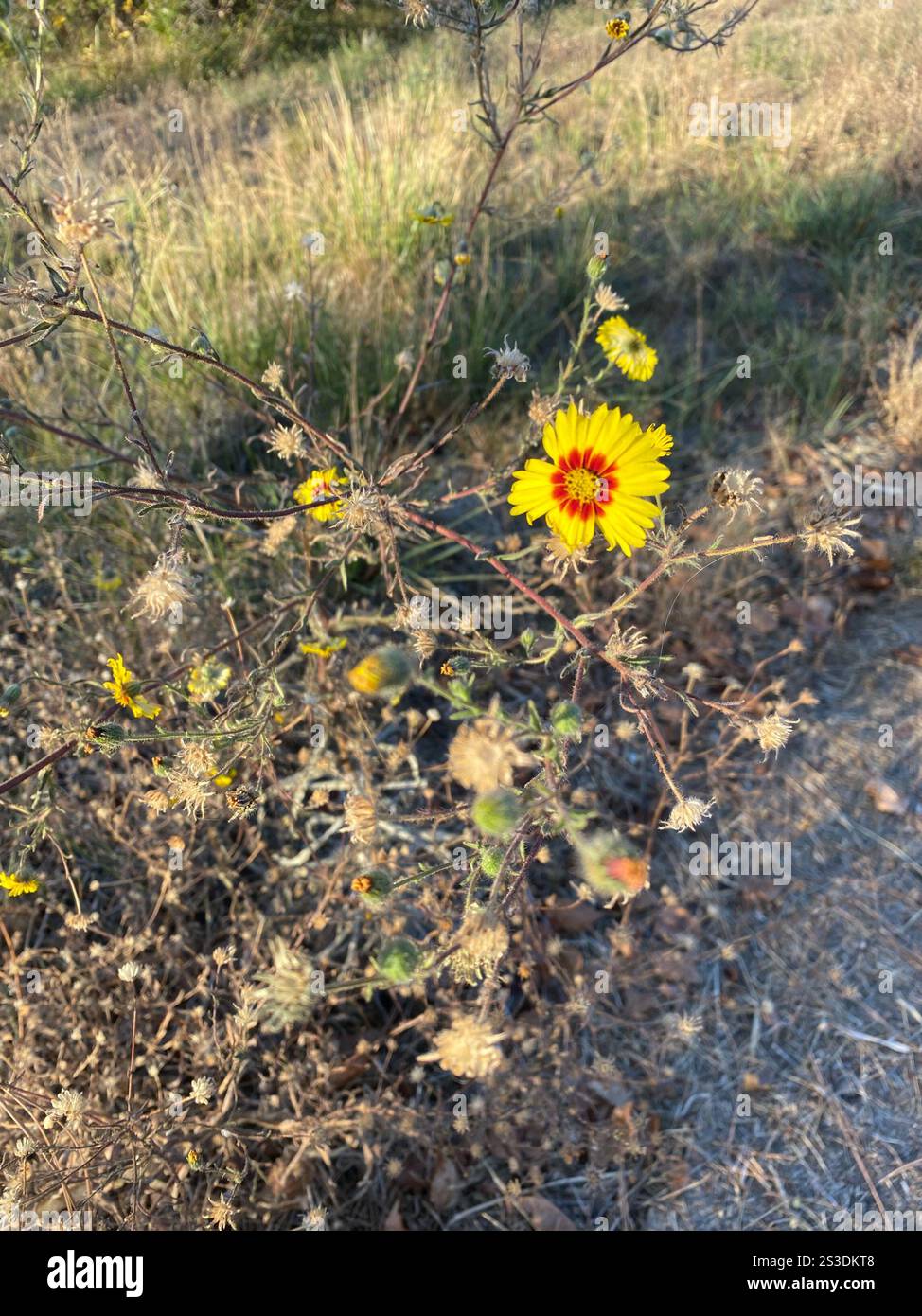 Common Madia (Madia elegans Stock Photo - Alamy