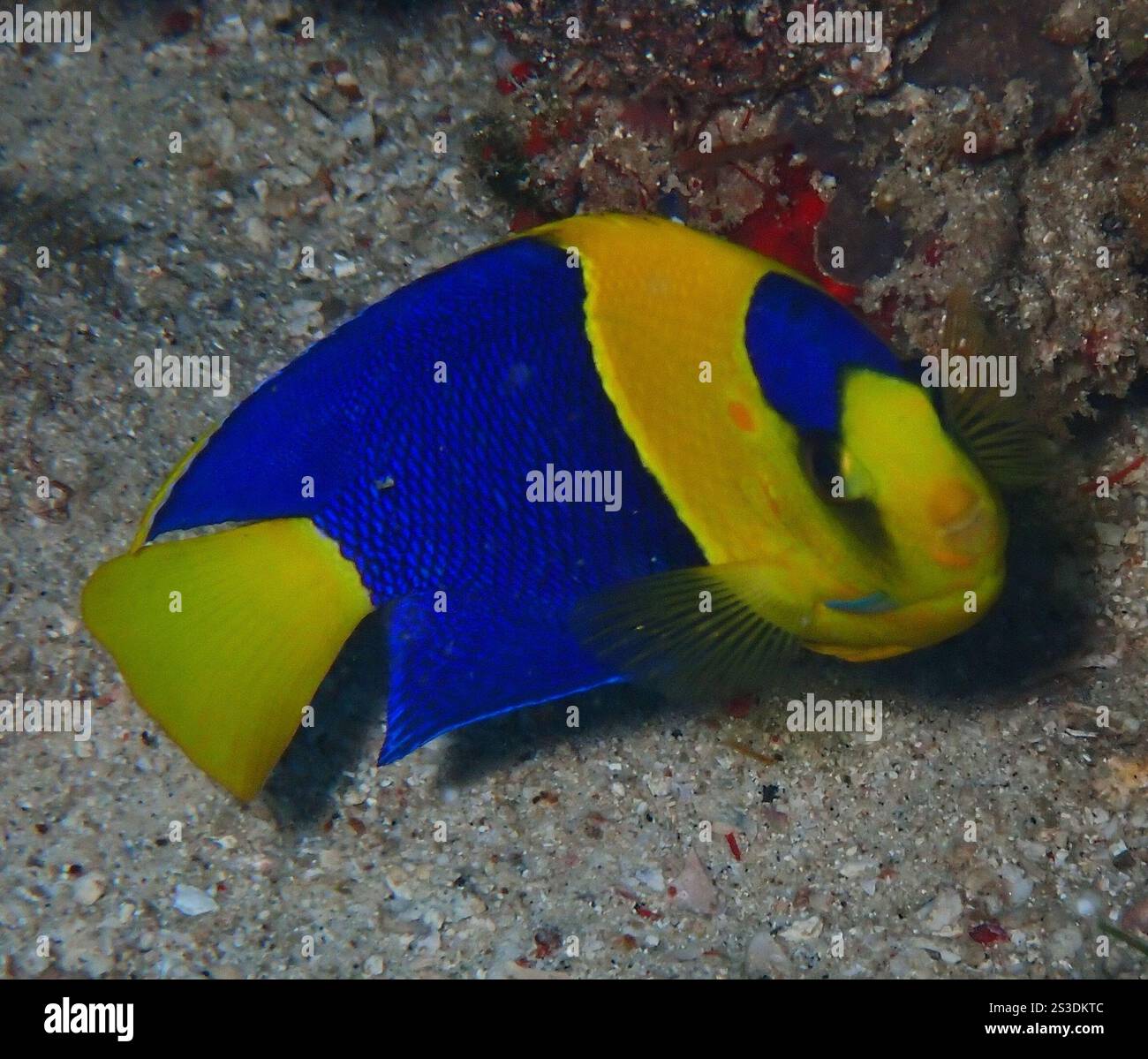 Bicolor Angelfish (Centropyge bicolor Stock Photo - Alamy
