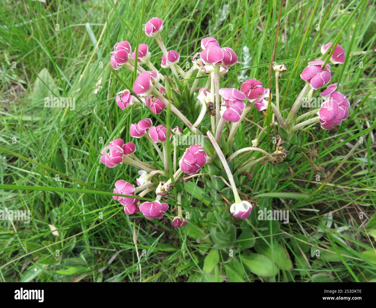 Short-tube Drumsticks (Zaluzianskya microsiphon Stock Photo - Alamy