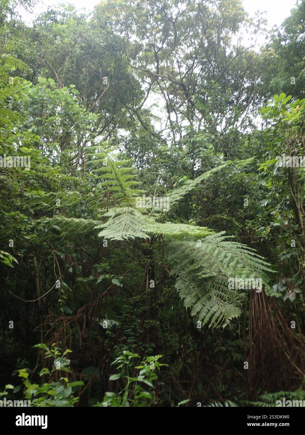 Spiny Tree Fern (Alsophila spinulosa Stock Photo - Alamy