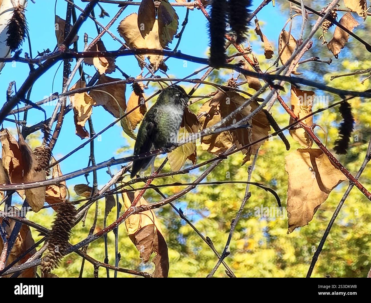 Anna's Hummingbird (Calypte anna Stock Photo - Alamy